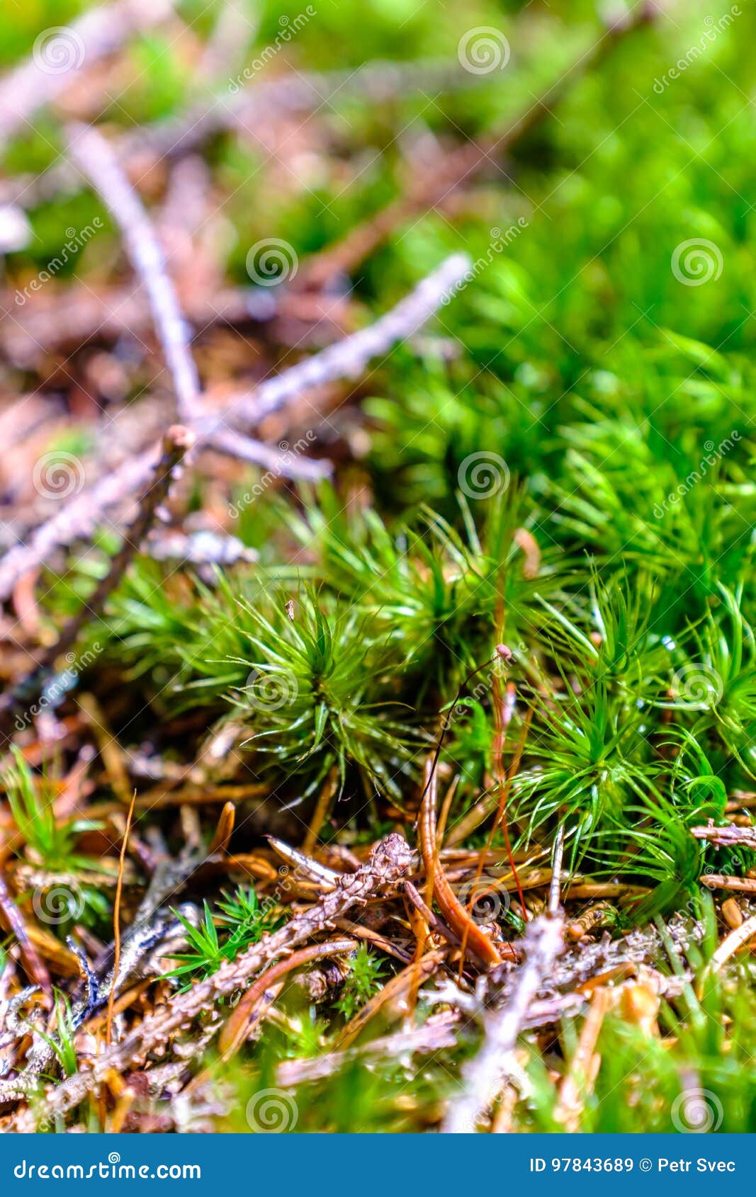Moss detail stock image. Image of sharp, detail, moss - 97843689