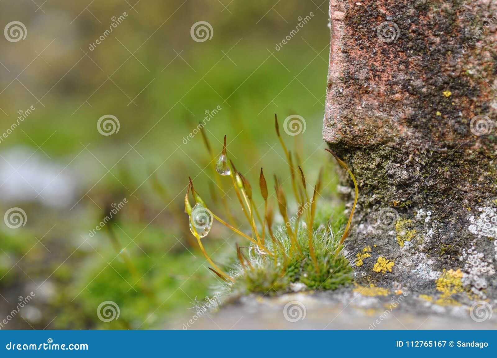 Moss detail stock image. Image of clumps, grow, macro - 112765167
