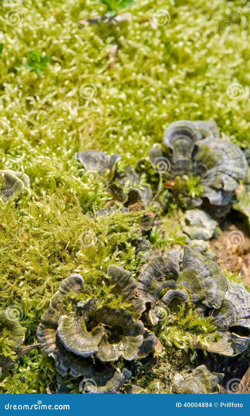 Moss detail stock photo. Image of overgrown, growth, botany - 40004884