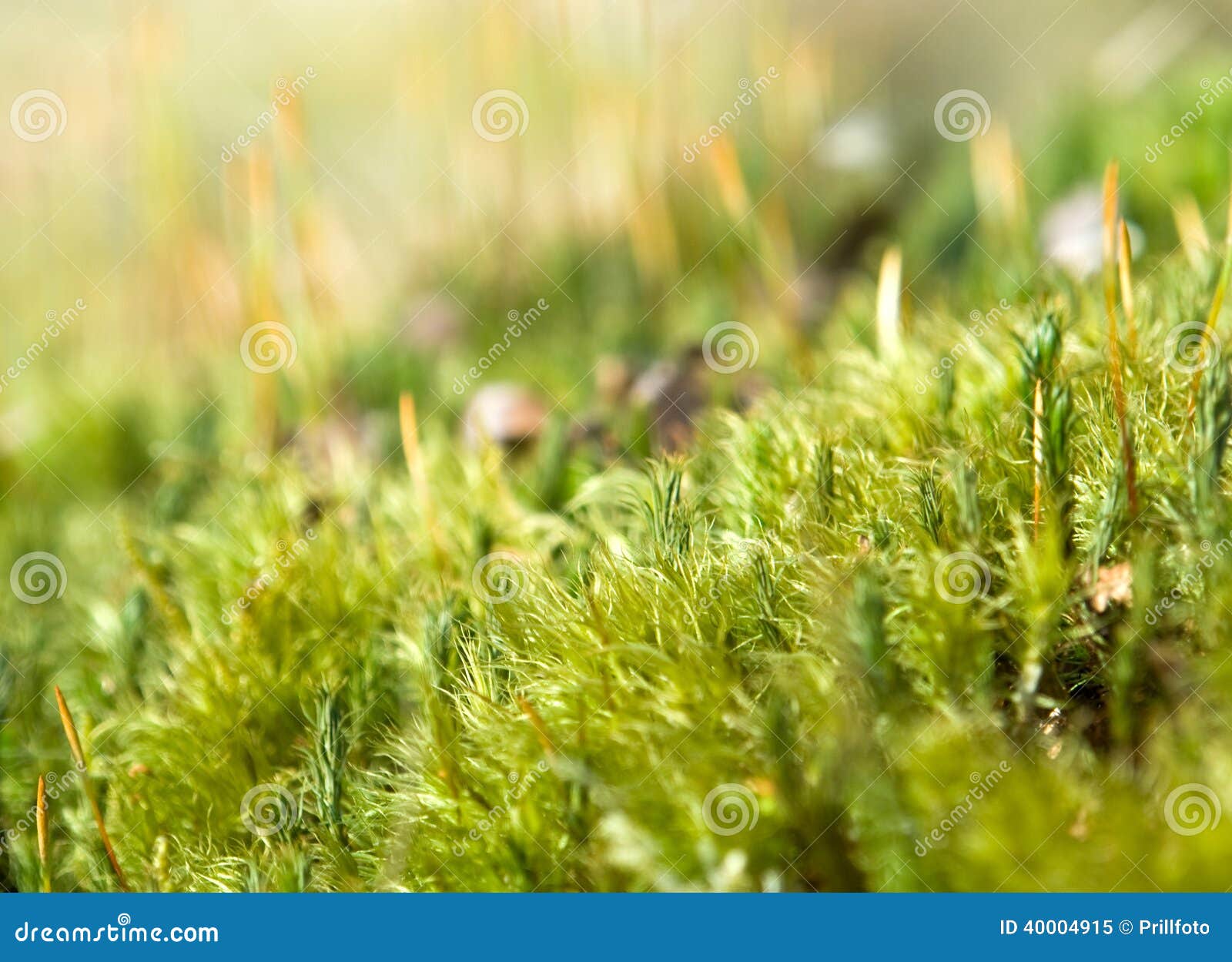 Moss detail stock image. Image of leaf, botany, fluffy - 40004915