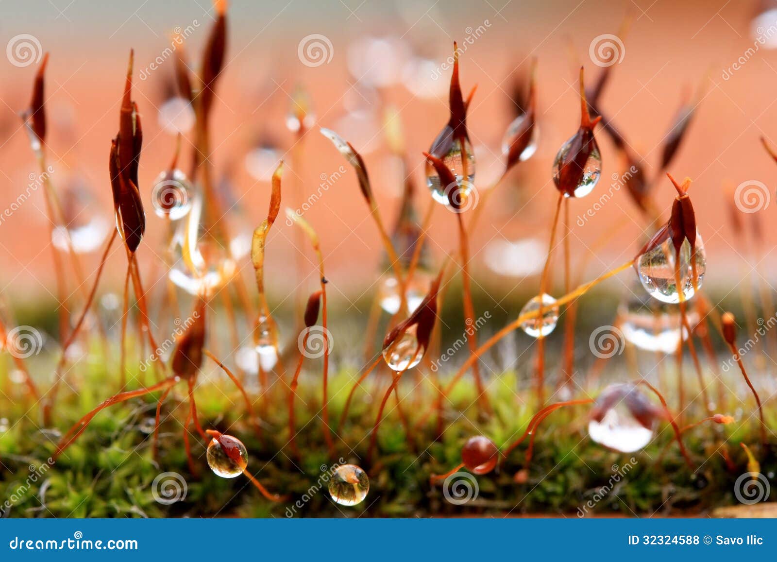 Moss stock photo. Image of nature, water, closeup, detail - 32324588