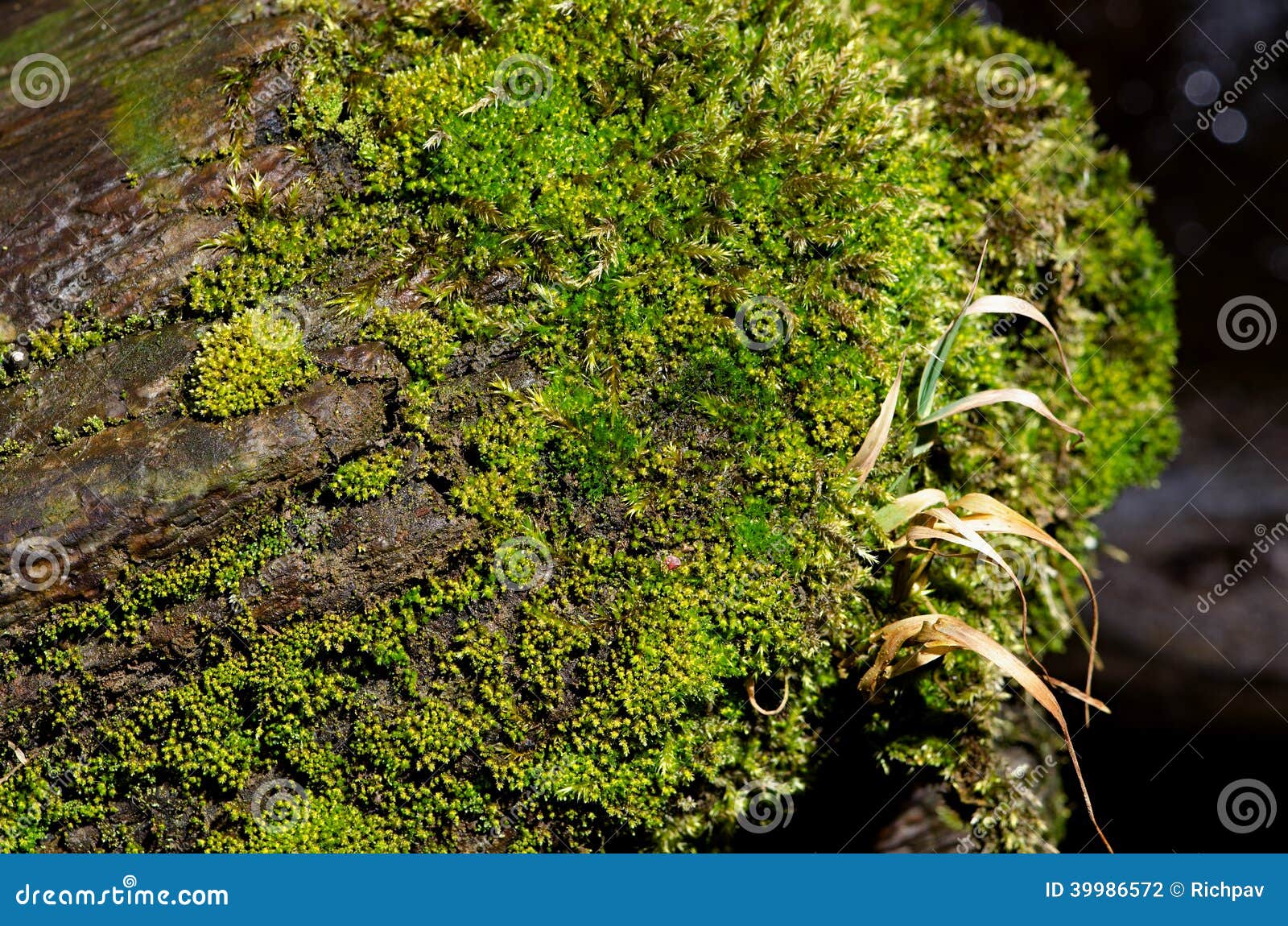 Moss detail stock photo. Image of ground, closeup, background - 39986572