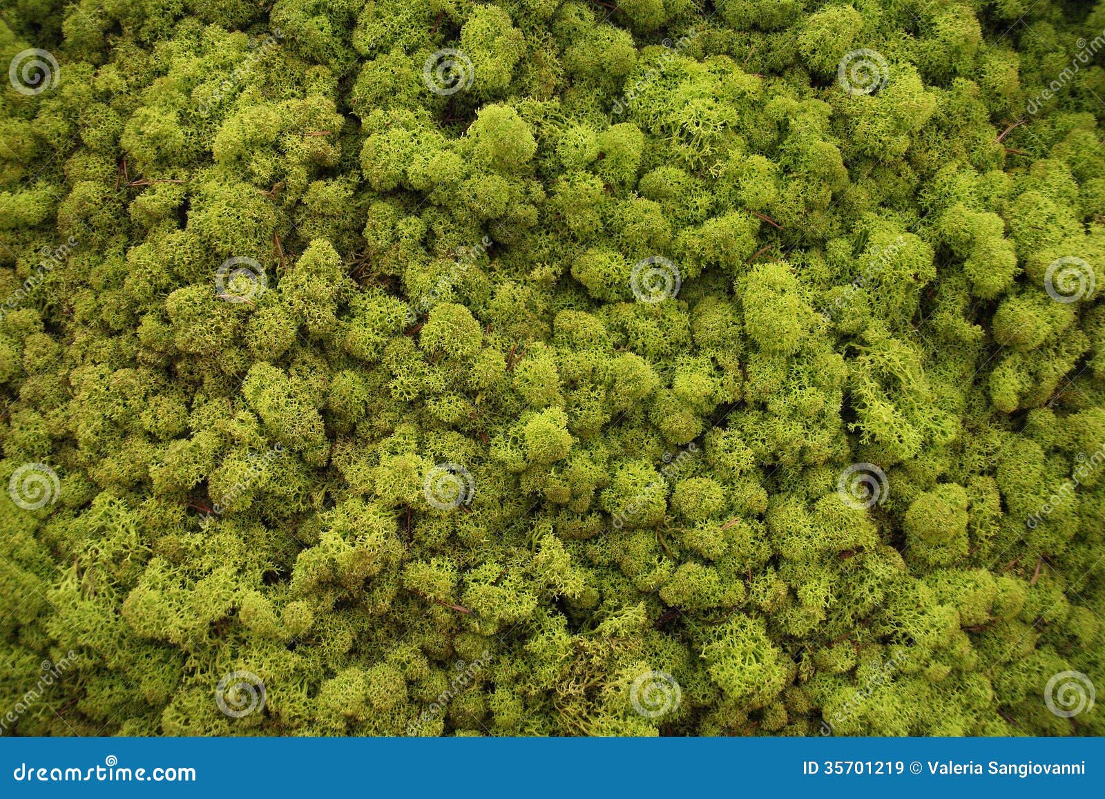 Moss stock image. Image of moss, lush, detail, isolated - 35701219
