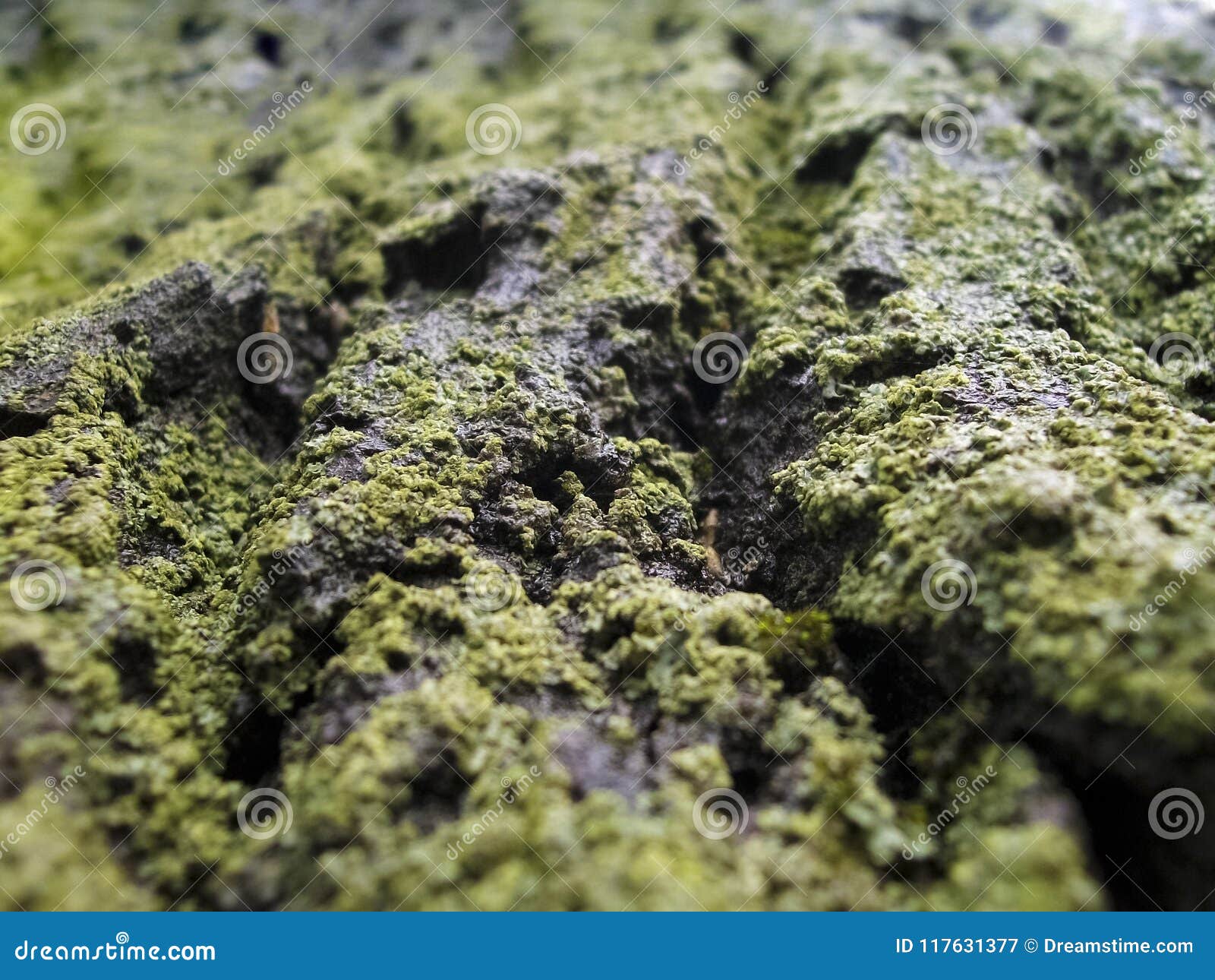 Moss devour the tree stock image. Image of bright, moss - 117631377