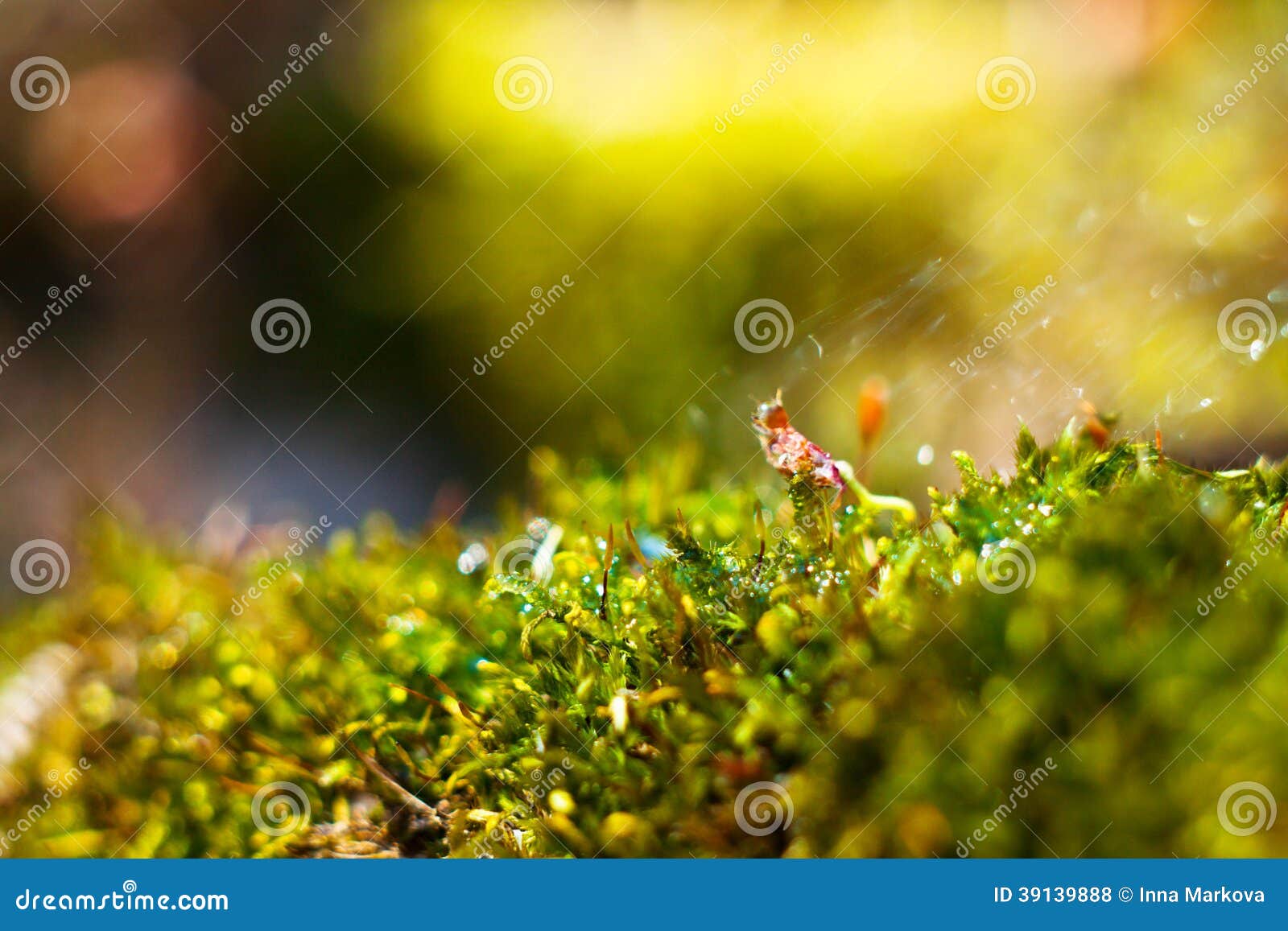 Moss in dew stock photo. Image of juicy, damp, grass - 39139888