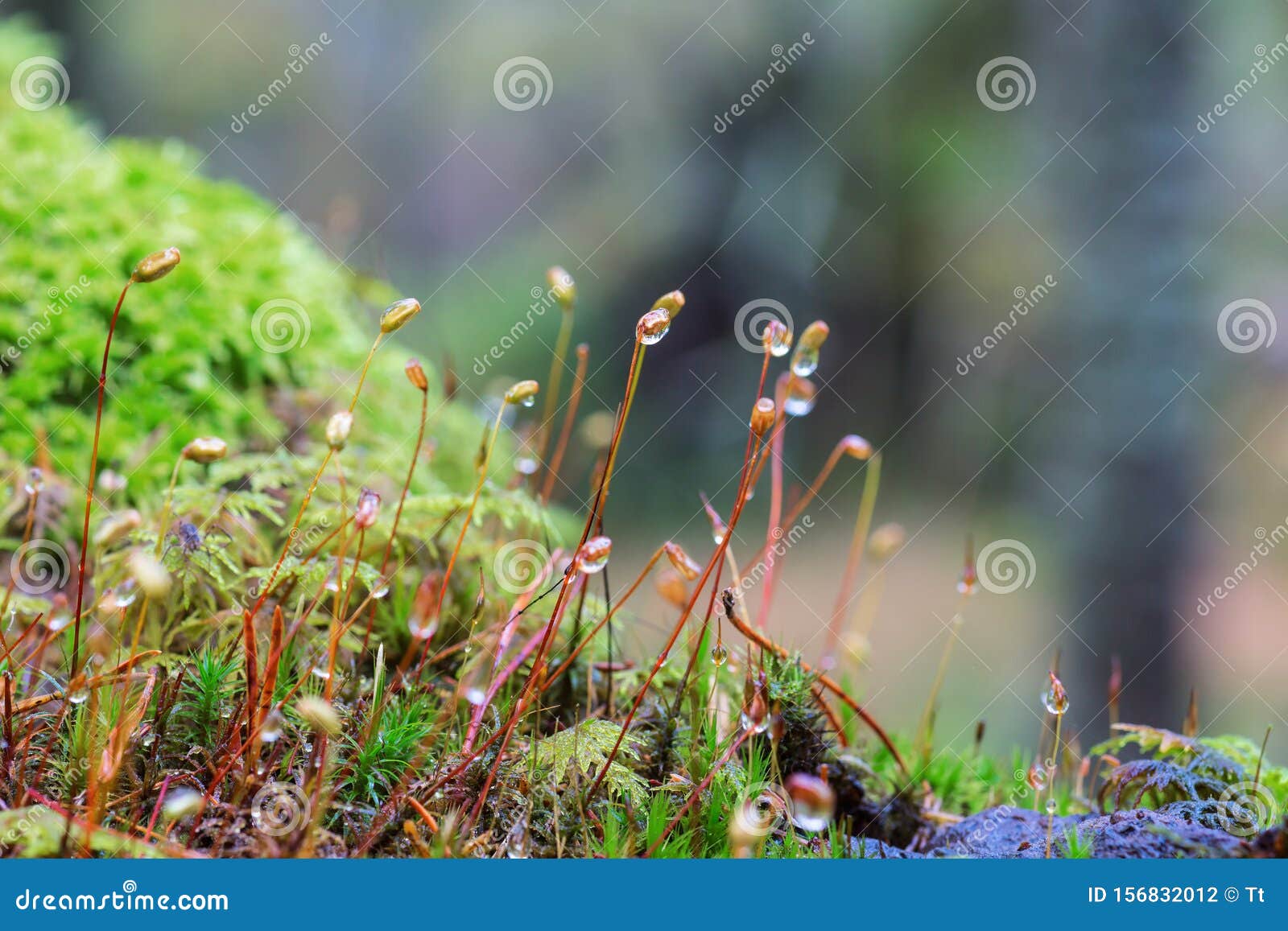 Moss with Dew Drop in the Forest Stock Photo - Image of ground, drops ...