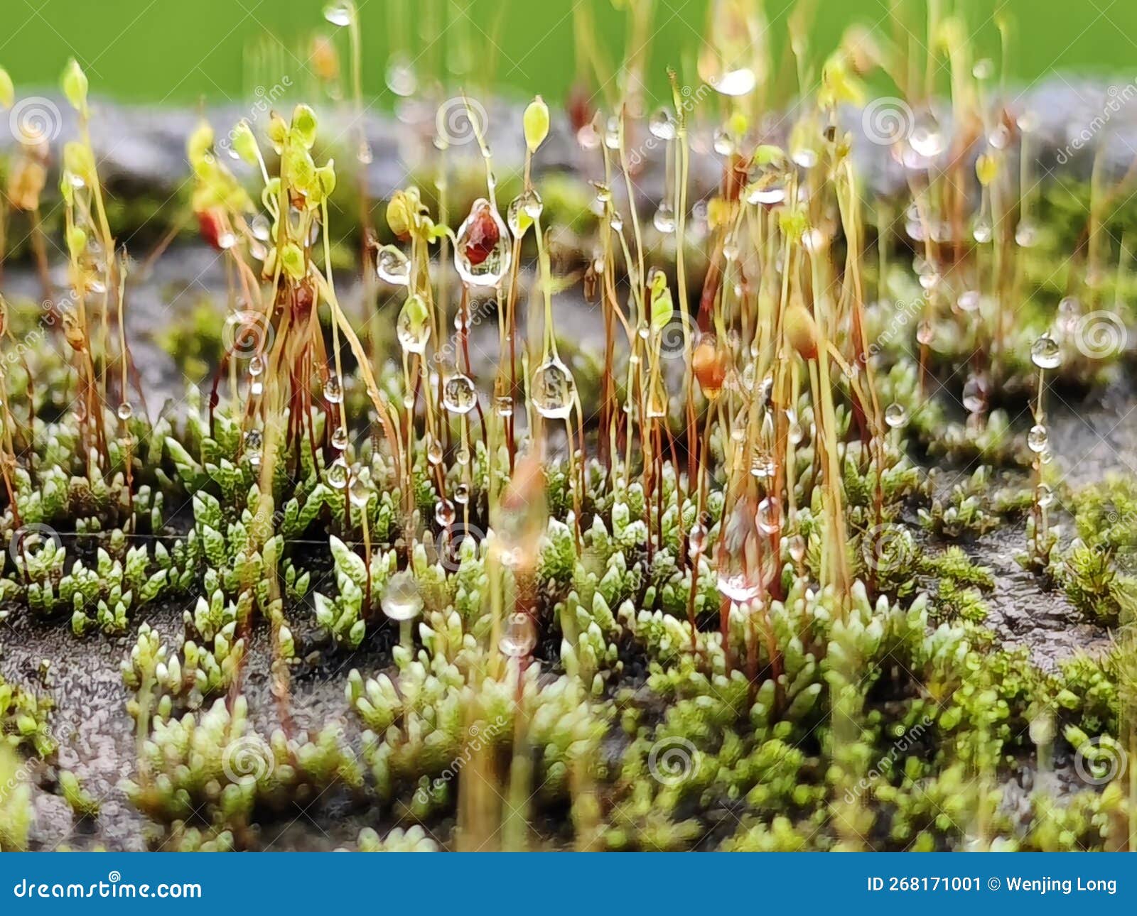 Moss with dew stock image. Image of branch, frost, produce - 268171001