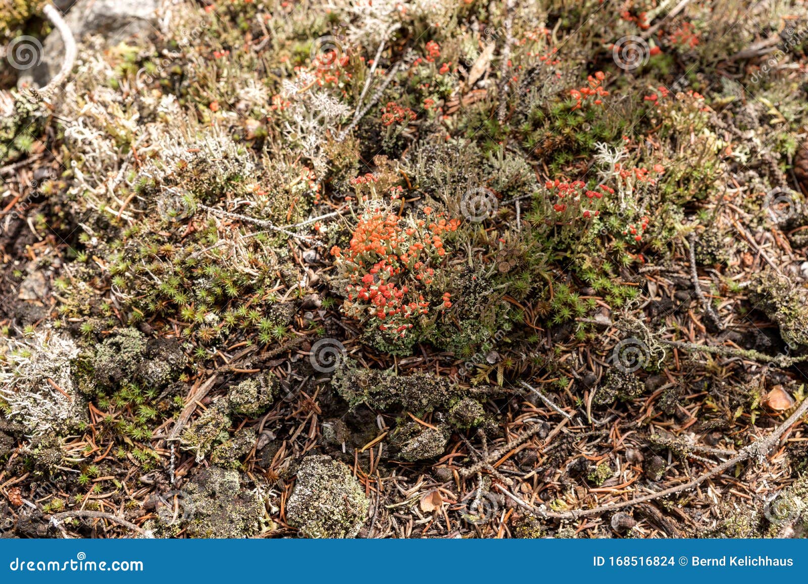 Moss in Different Colors As Background Stock Photo - Image of textured ...