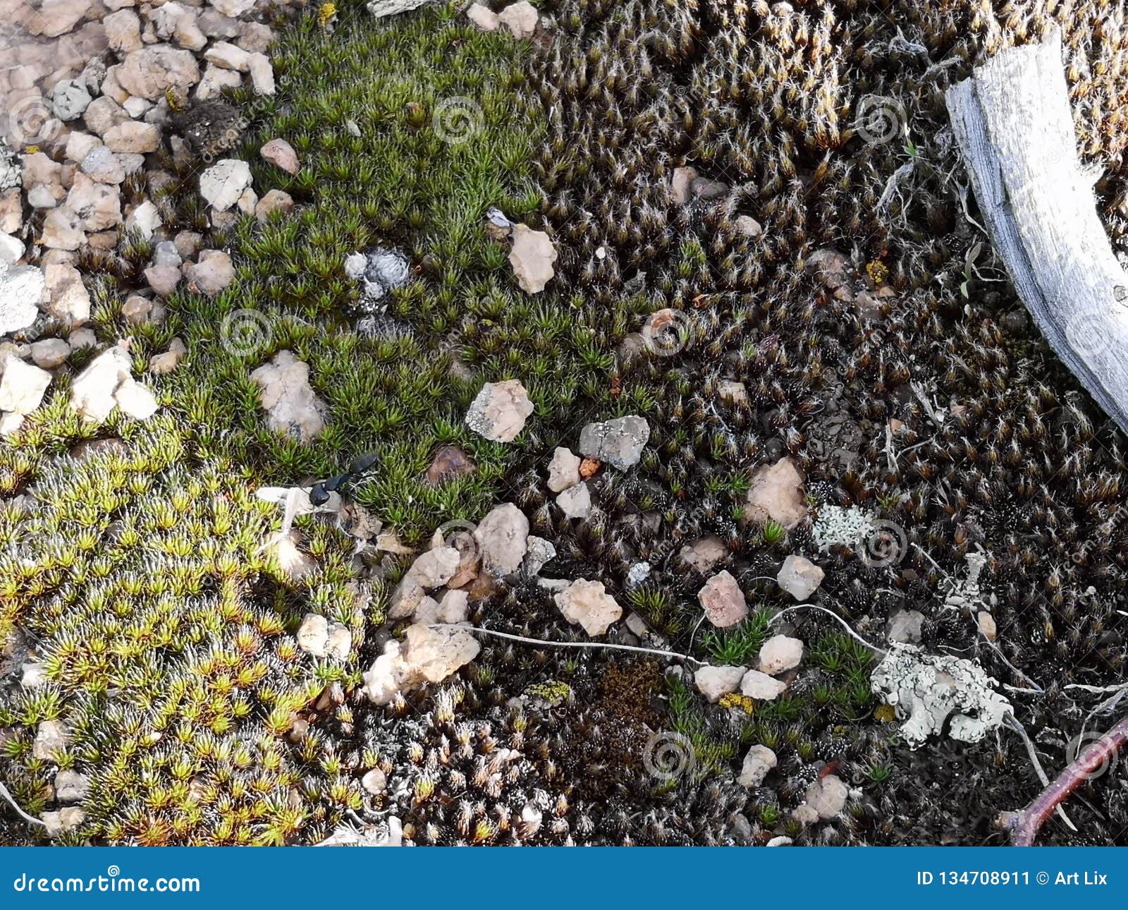 Moss of Different Colors with Pebbles and Branches Stock Image - Image ...