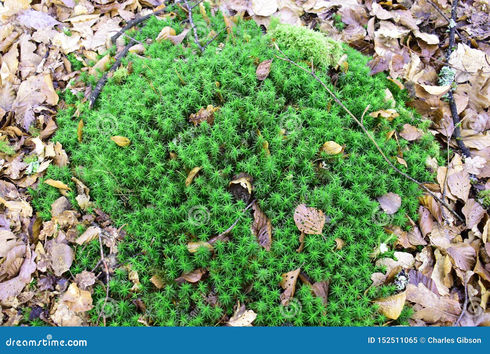 Moss Div; Bryophyta stock image. Image of vegetation - 152511065