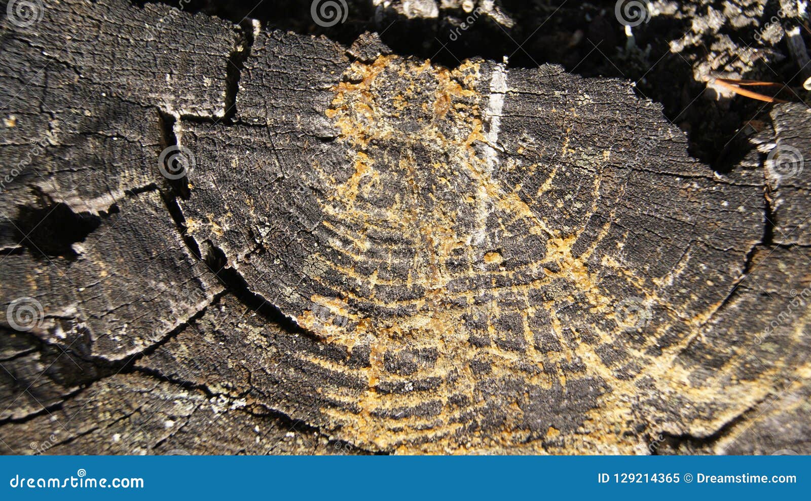 Crack Patterns on the Tree Trunk. Stock Image - Image of trunk, grey ...