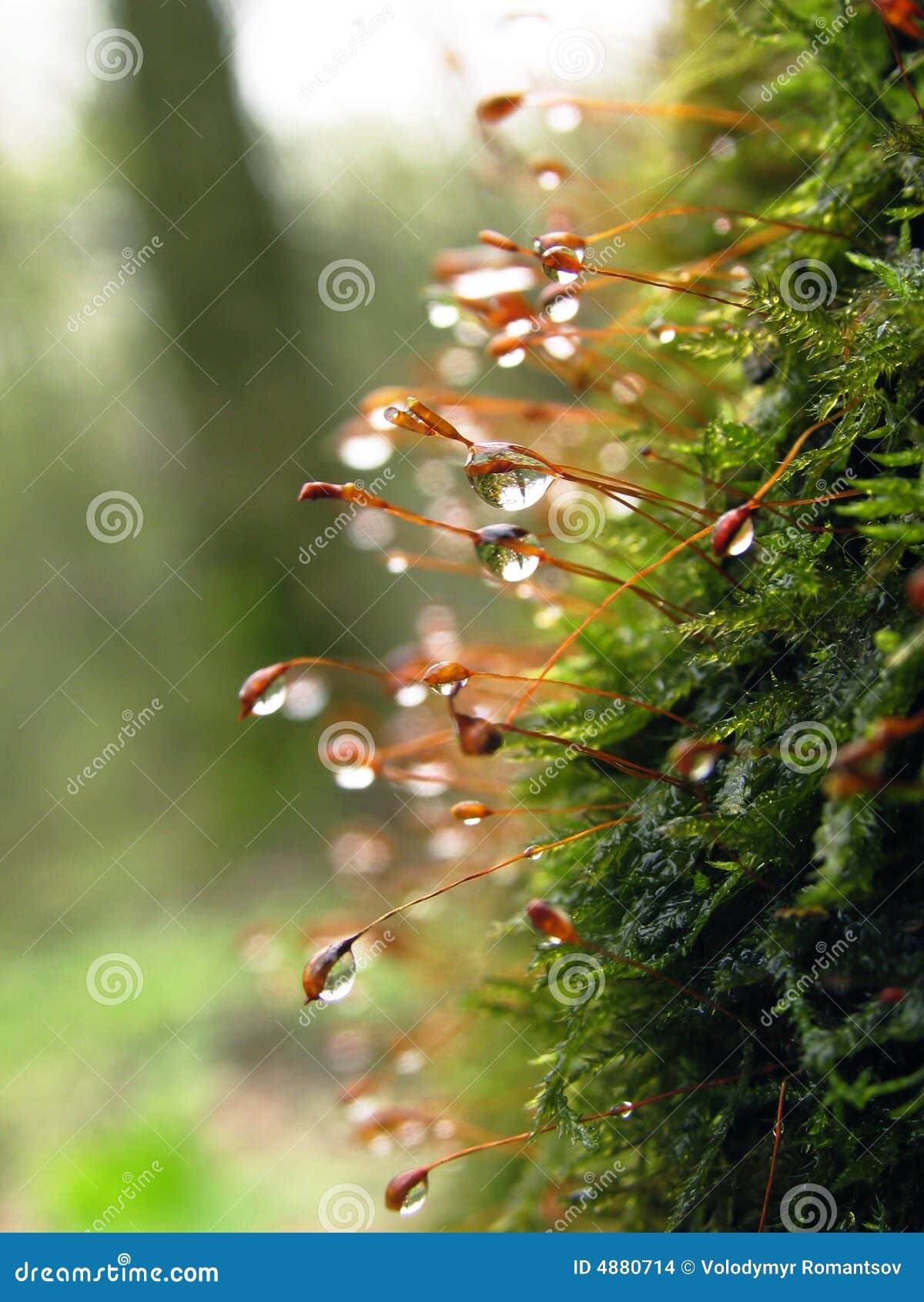 Moss with drops of dew stock photo. Image of dewdrops - 4880714