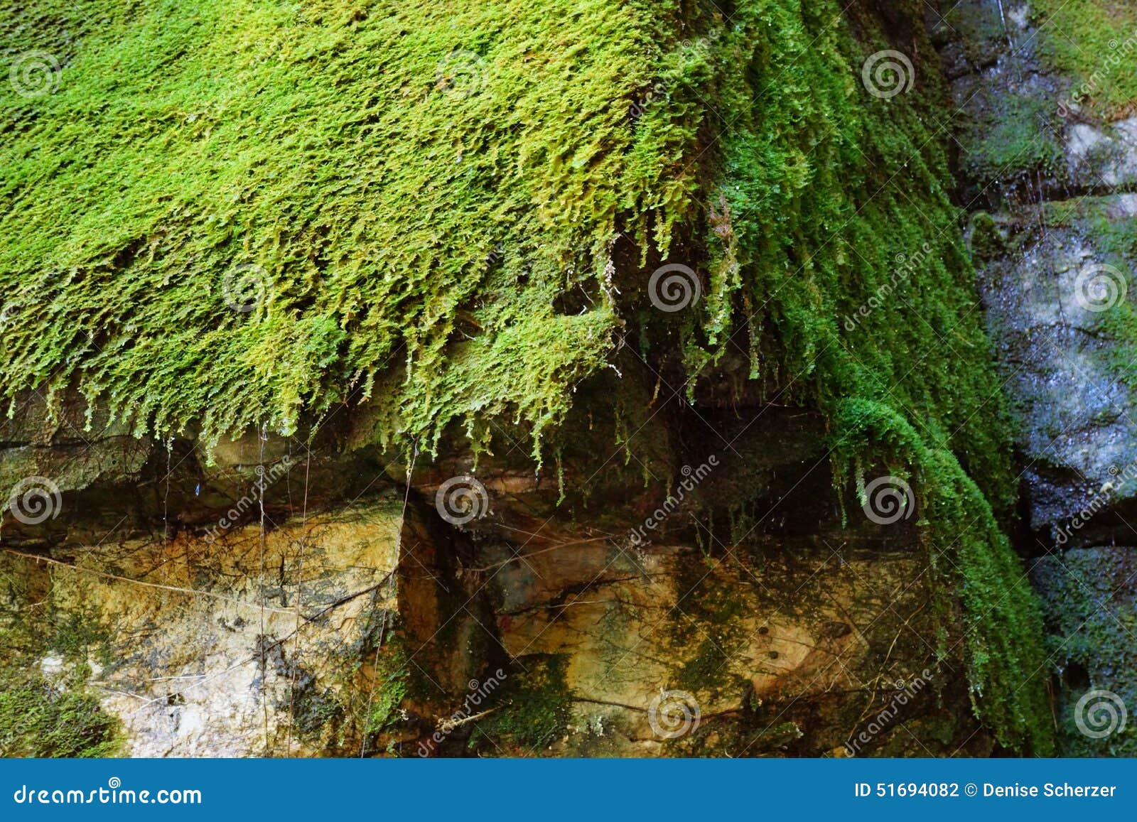 Moss edge stock photo. Image of waterdrops, rock, garden - 51694082