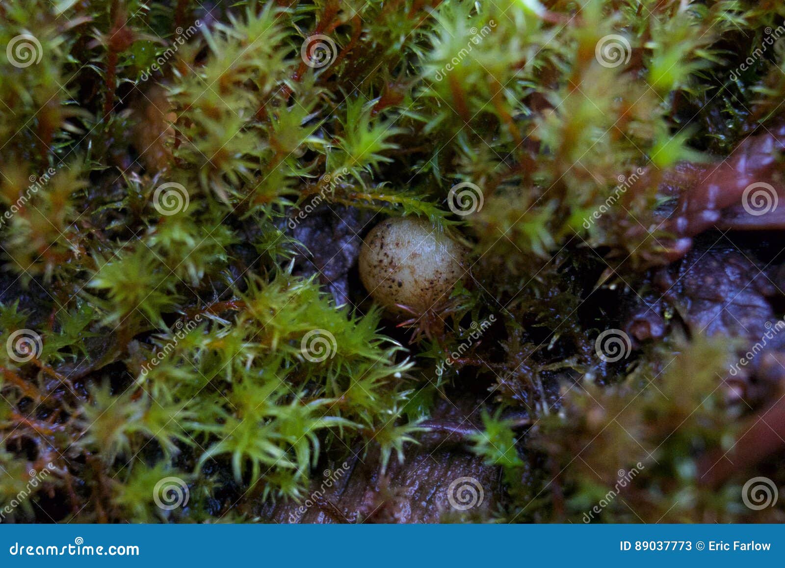 Moss Egg stock image. Image of awesome, bottom, blue - 89037773