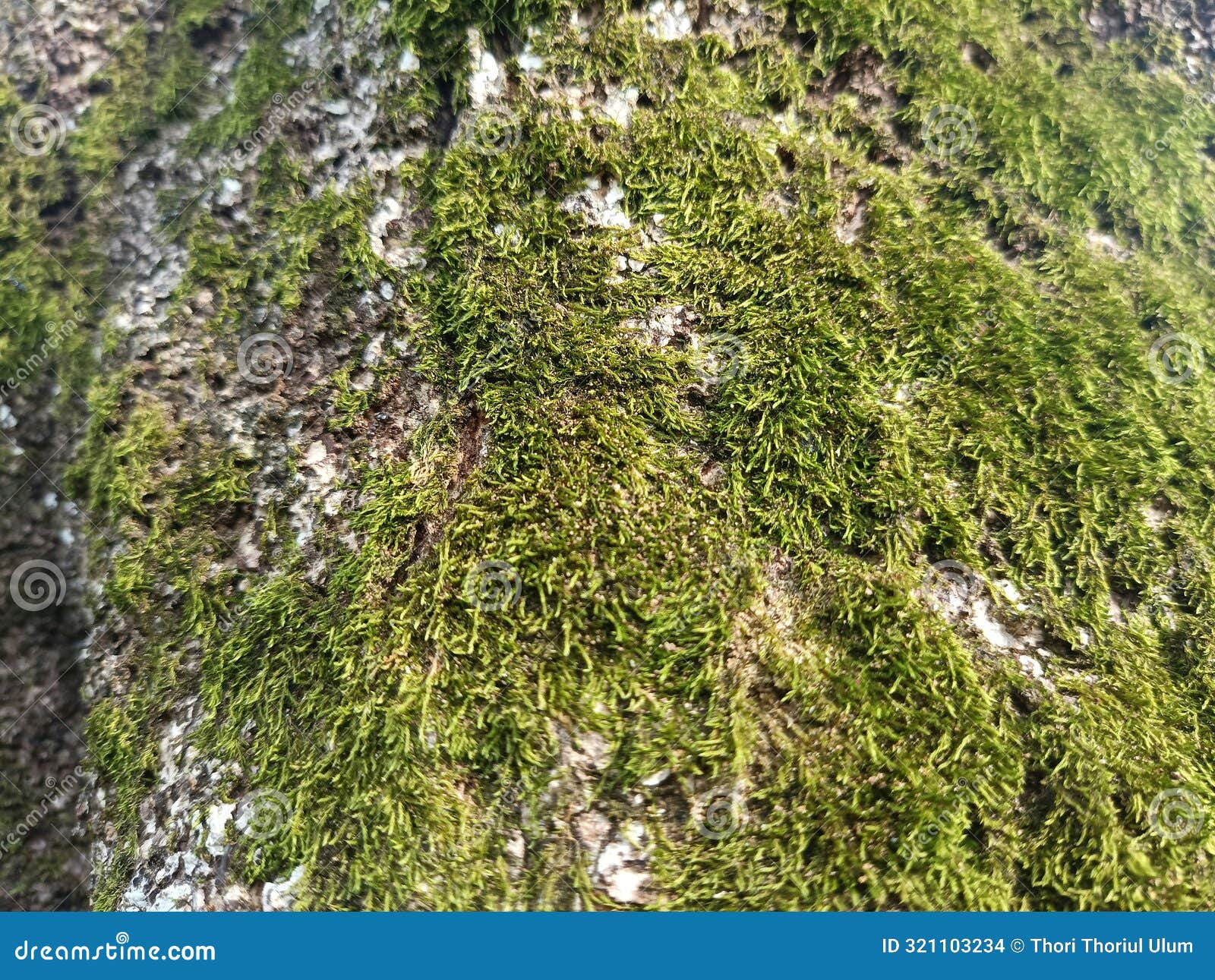 The Moss Entodon Seductrix Has the Scientific Name Penggoda Entodon ...