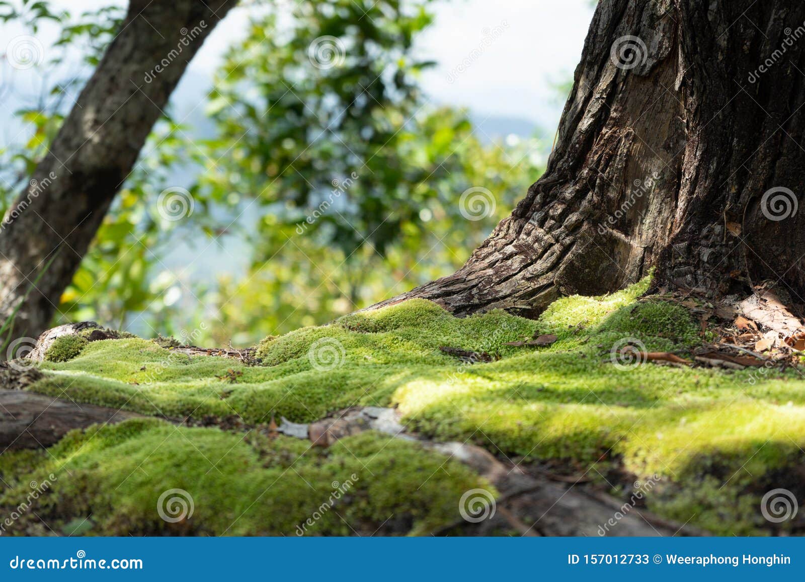 Surreal Fairytale Fine Art Spooky Fantasy Color Outdoor Image Of Old ...