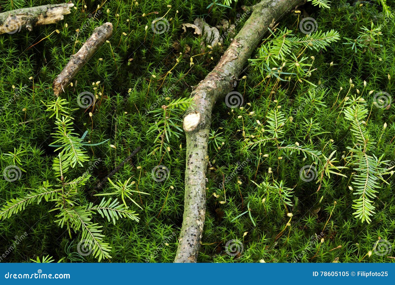 Moss with a fallen branch stock image. Image of gracile - 78605105