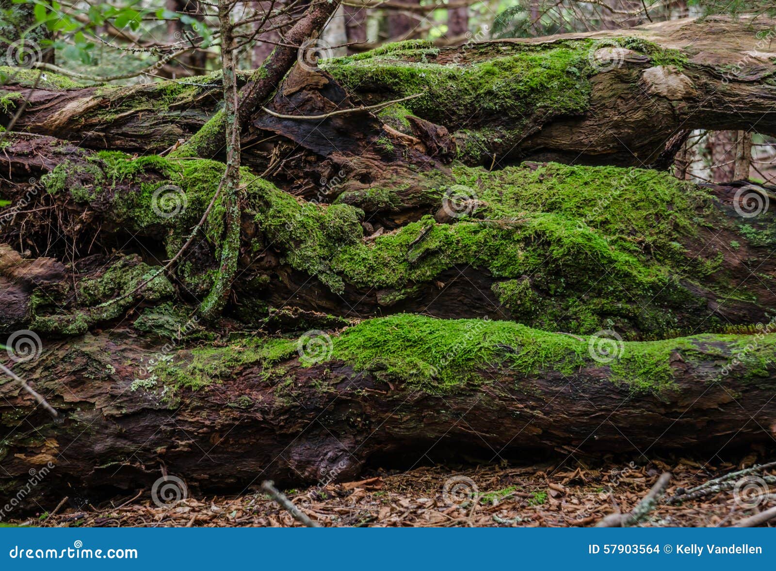 Moss on Fallen Logs stock photo. Image of scene, green - 57903564