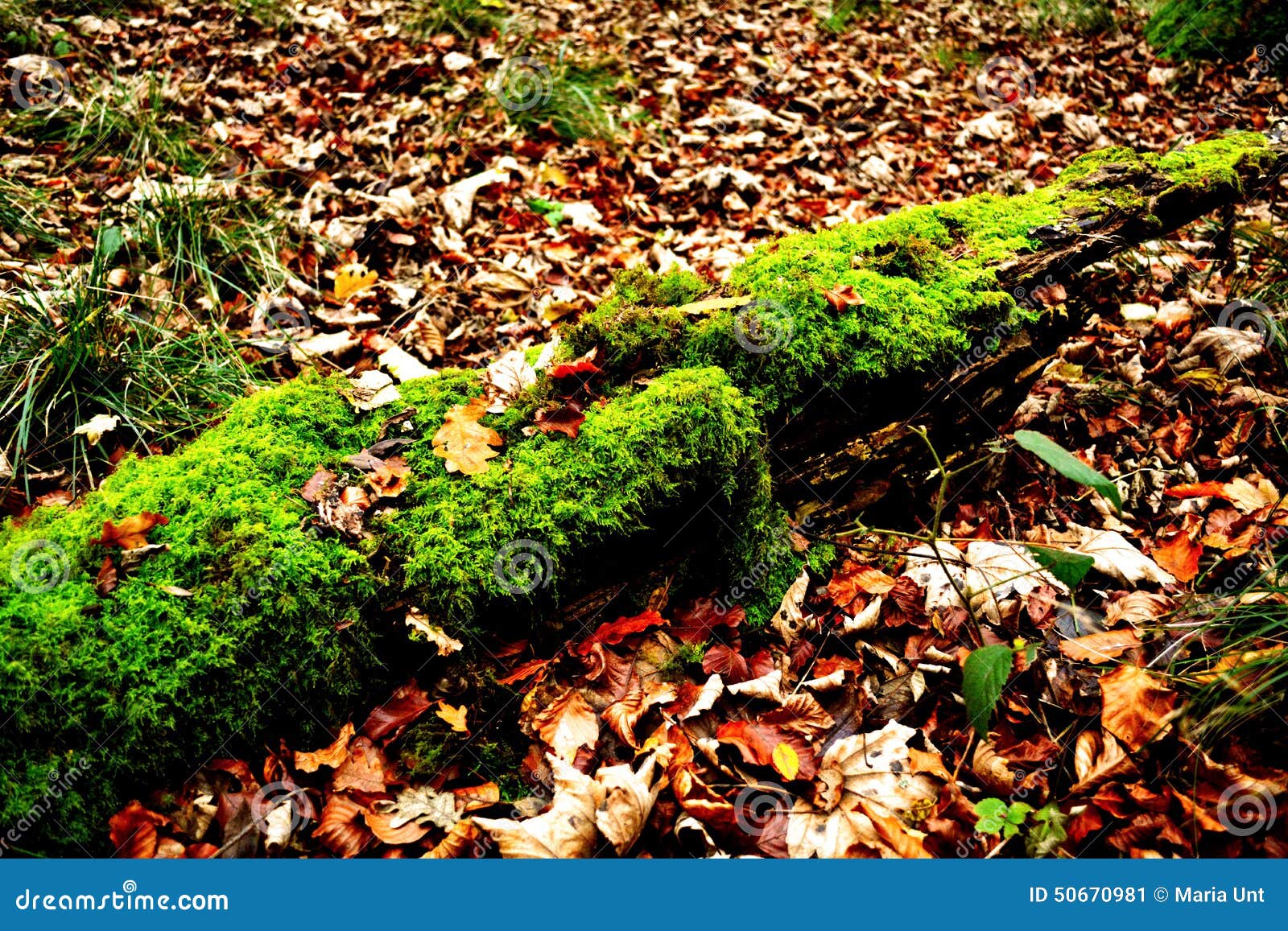 Moss on a Fallen Tree in Autumn Park Stock Image - Image of green ...