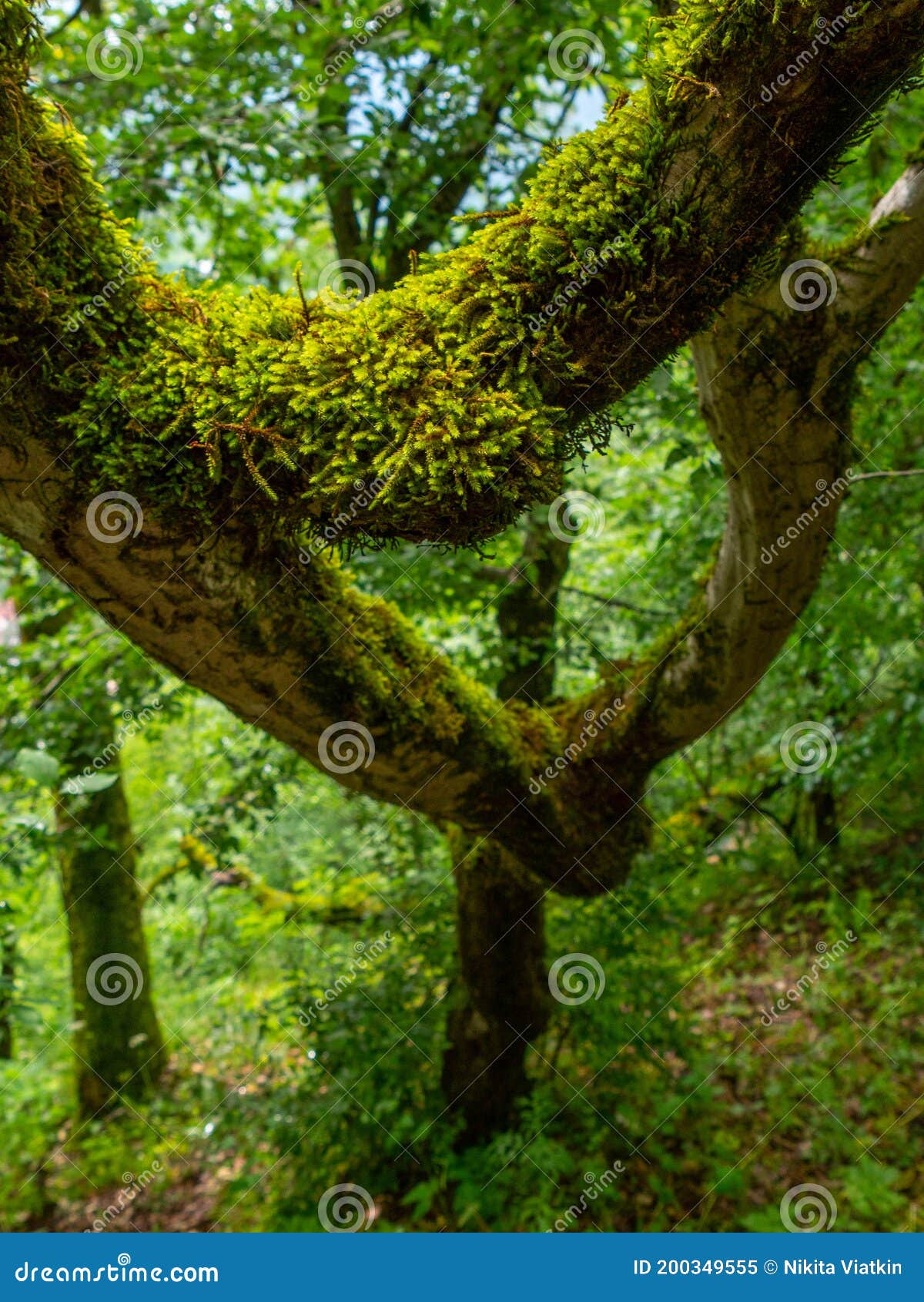Moss on a Fallen Tree in Fores Stock Image - Image of soft, forest ...