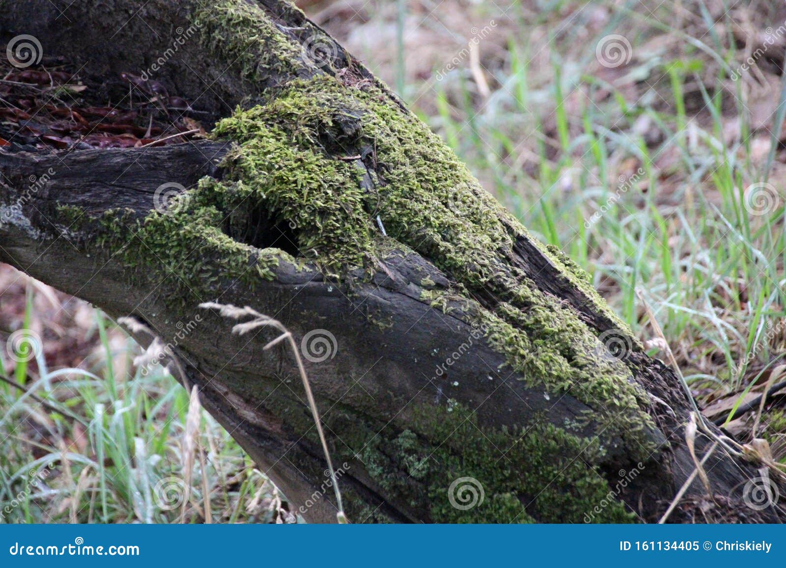Moss on Fallen Tree stock image. Image of dead, moss - 161134405