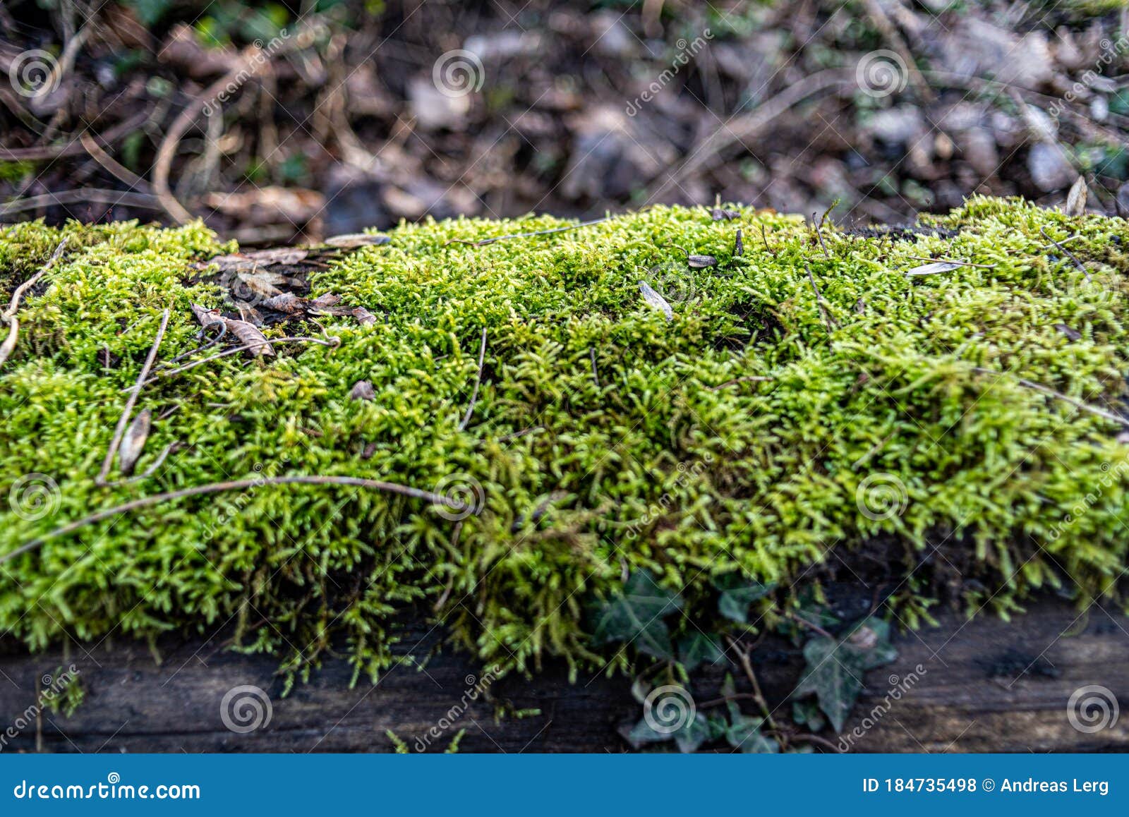 Moss on a Fallen Tree Trunk Stock Photo - Image of rinde, forrest ... Moss on a Fallen Tree Trunk Stock Photo - Image of rinde, forrest ...