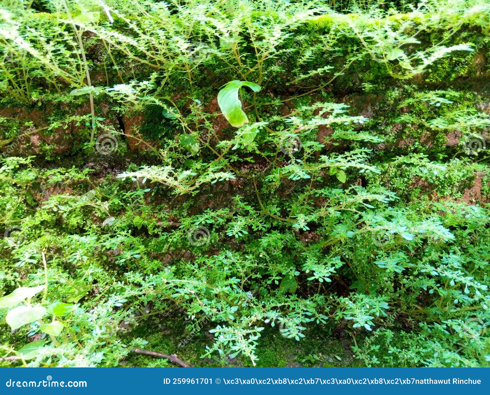 Moss and Ferin Grow on the Mon Bricks. Stock Image - Image of forest ...
