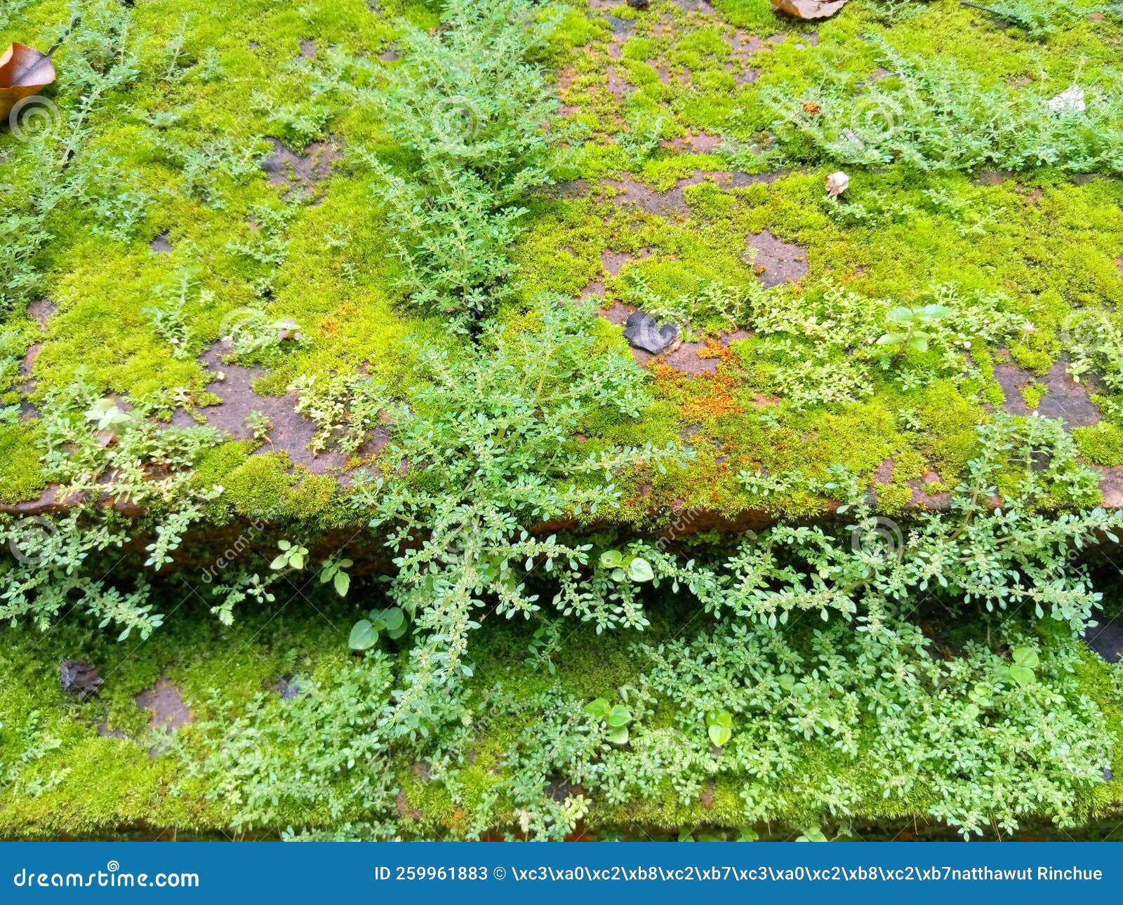 Moss and Ferin Grow on the Mon Bricks. Stock Image - Image of forest ...