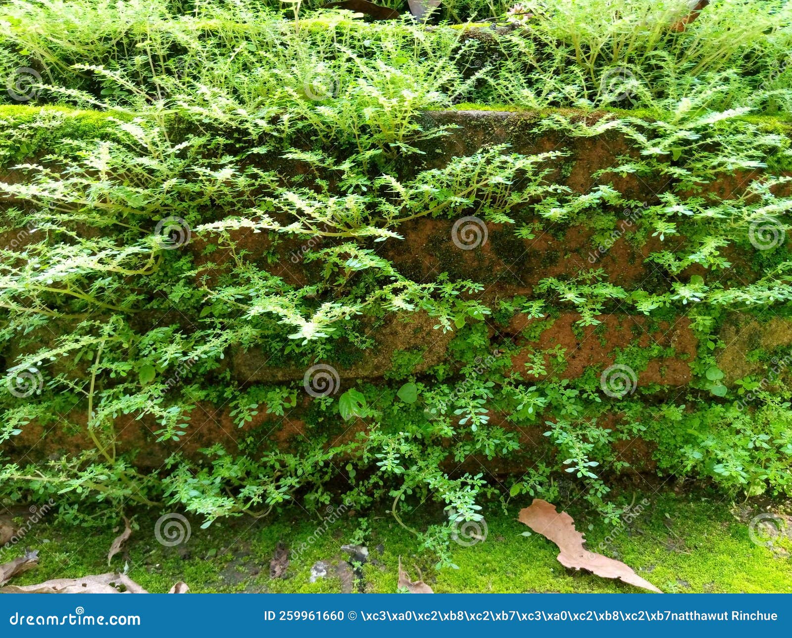 Moss and Ferin Grow on the Mon Bricks. Stock Photo - Image of branch ...