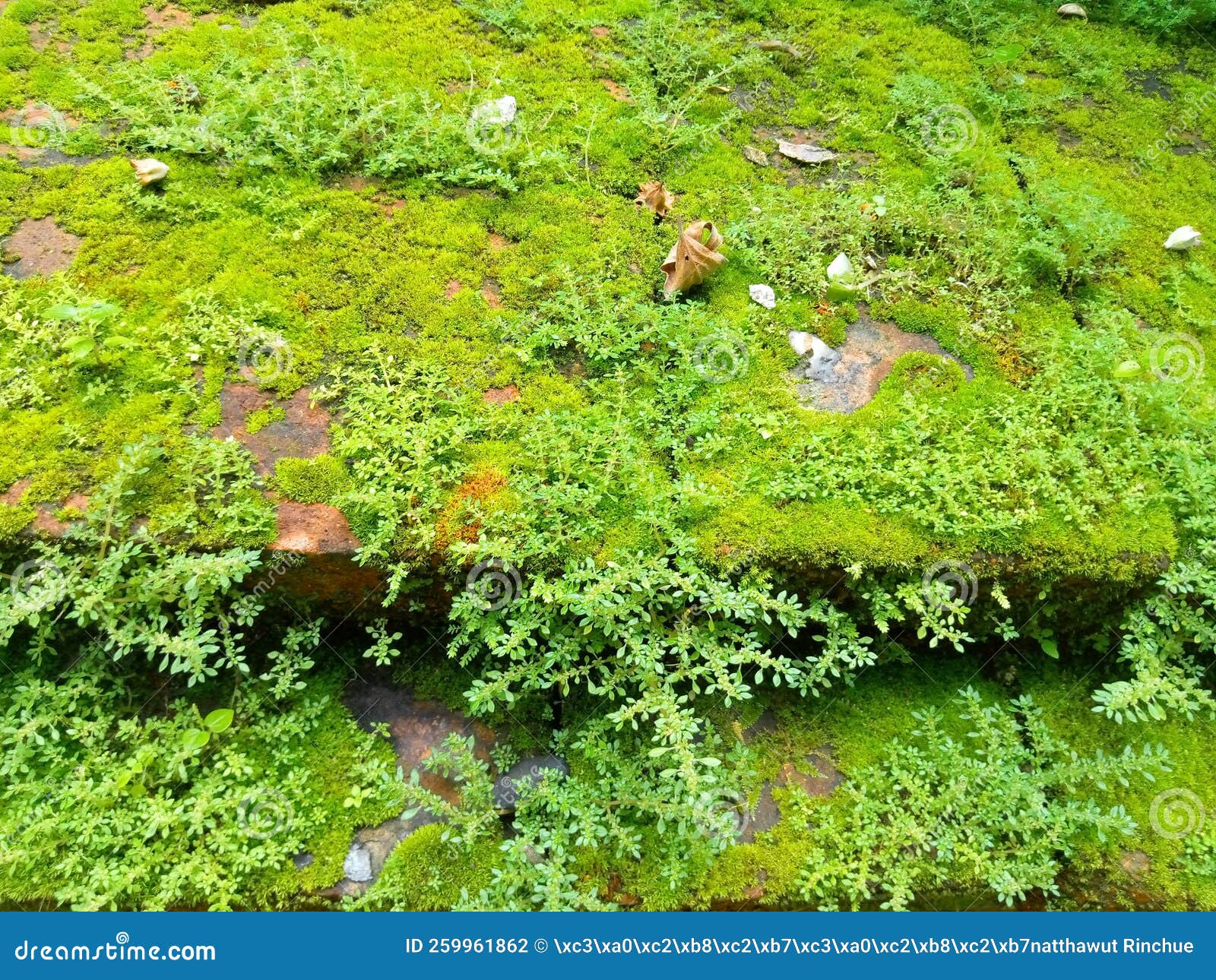 Moss and Ferin Grow on the Mon Bricks. Stock Photo - Image of plant ...