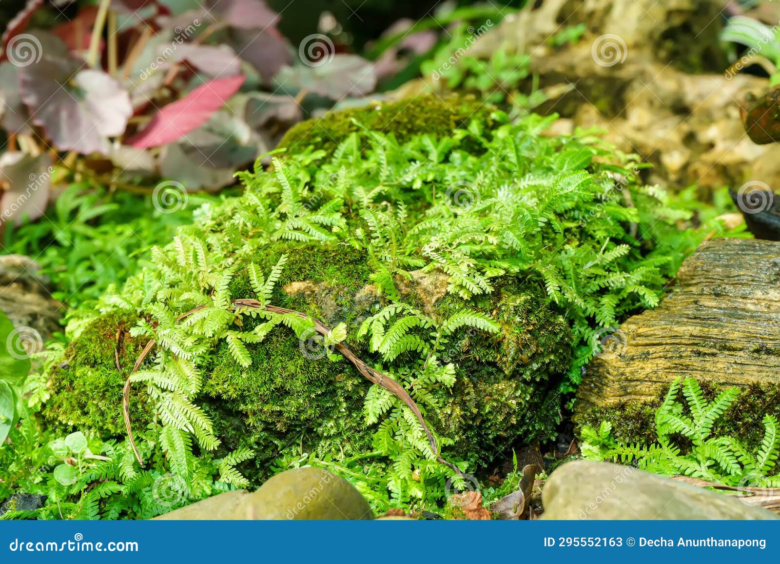 Moss and Ferns Growing in the Rock Stock Image - Image of grass, leaf ...