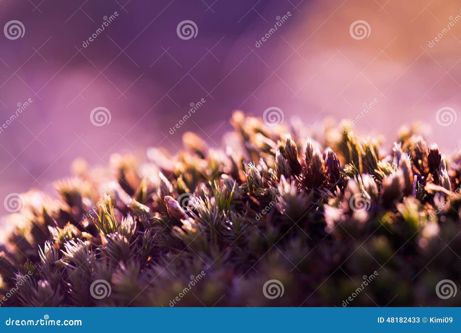 Moss field stock image. Image of horizontal, fresh, moss - 48182433