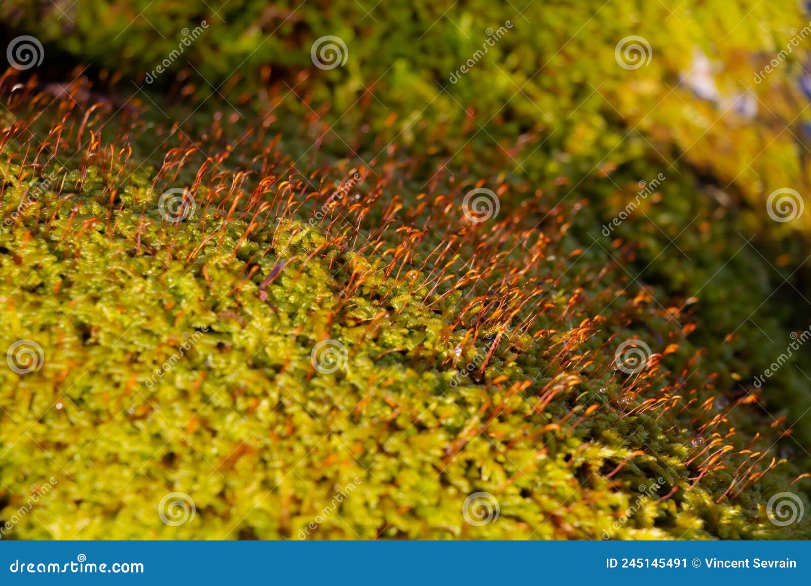 Moss Fields Waking Up To the Sun Stock Image - Image of woodland ...