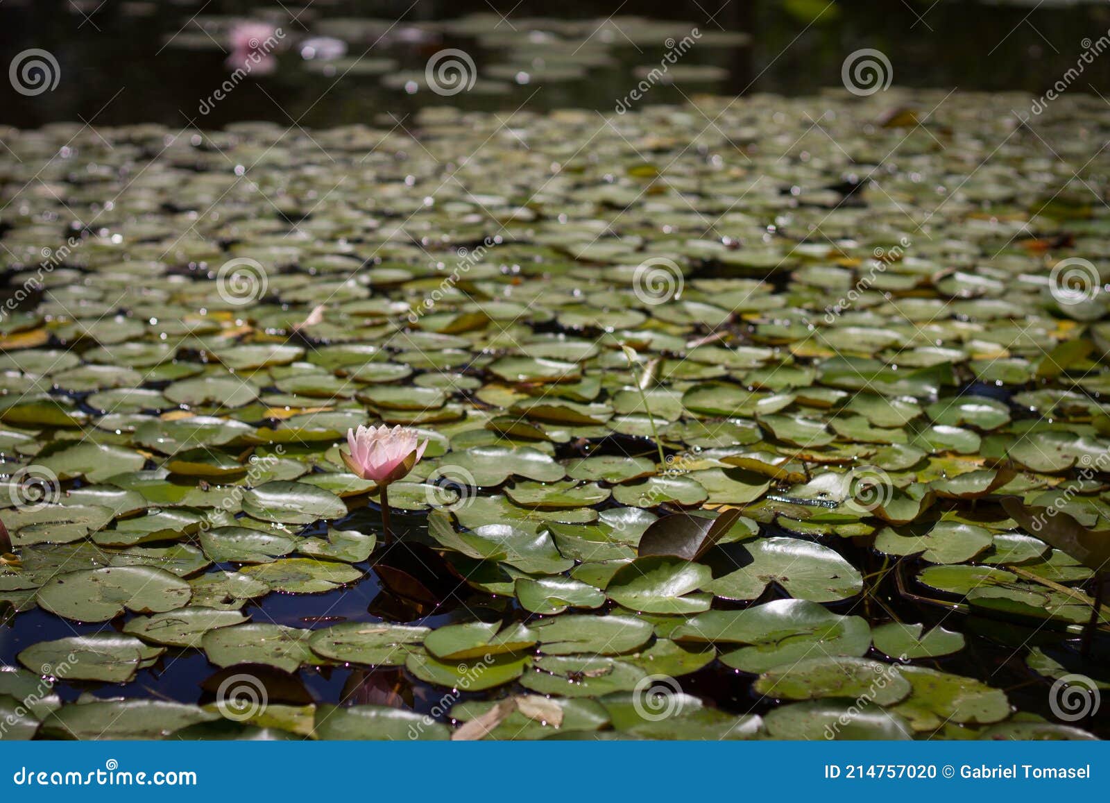 Moss and Floating Leaves with Flowers in the Pond Stock Photo - Image ...