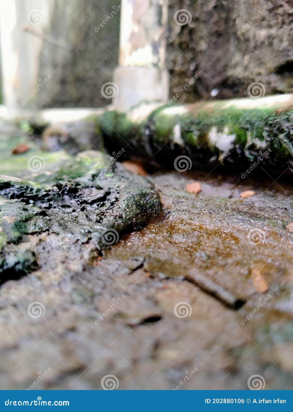 Moss on floors and pipes stock photo. Image of water - 202880106