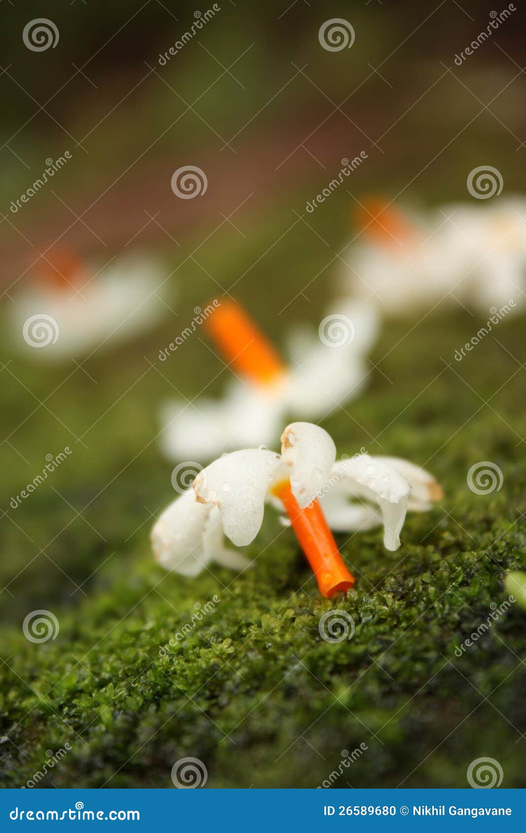 Moss Flower stock photo. Image of beautiful, floral, orange - 26589680
