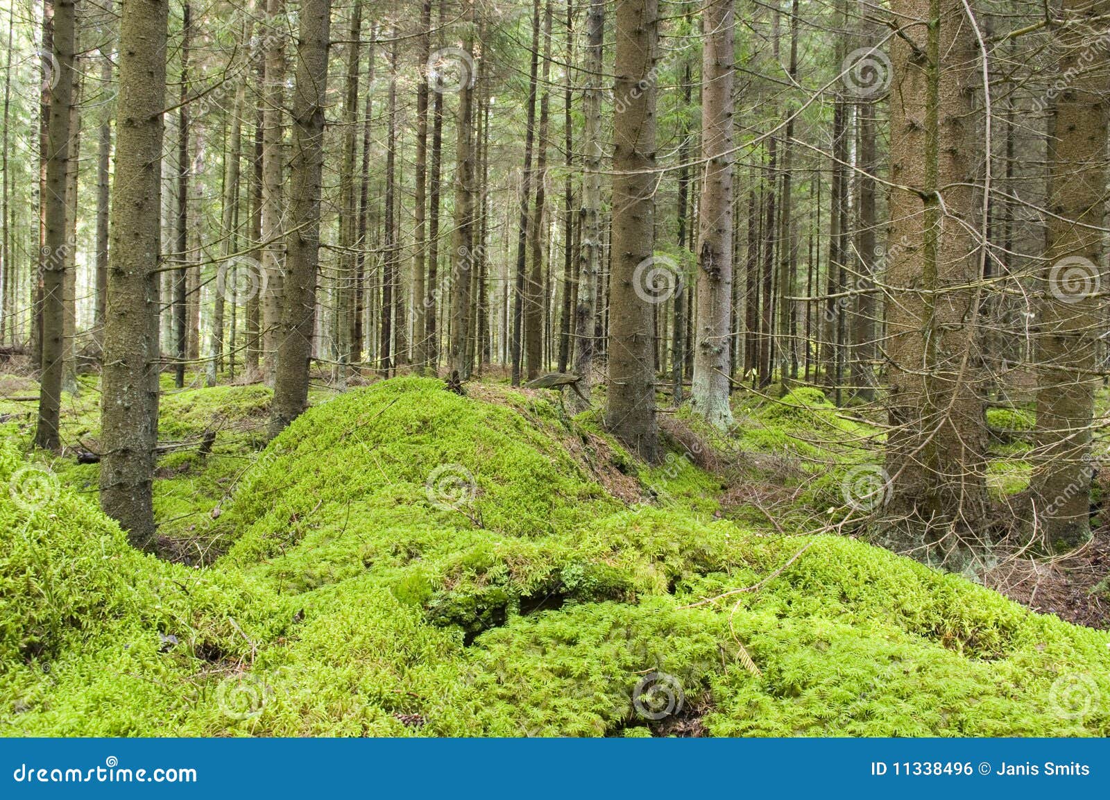Moss in forest. stock photo. Image of forest, terrain - 11338496