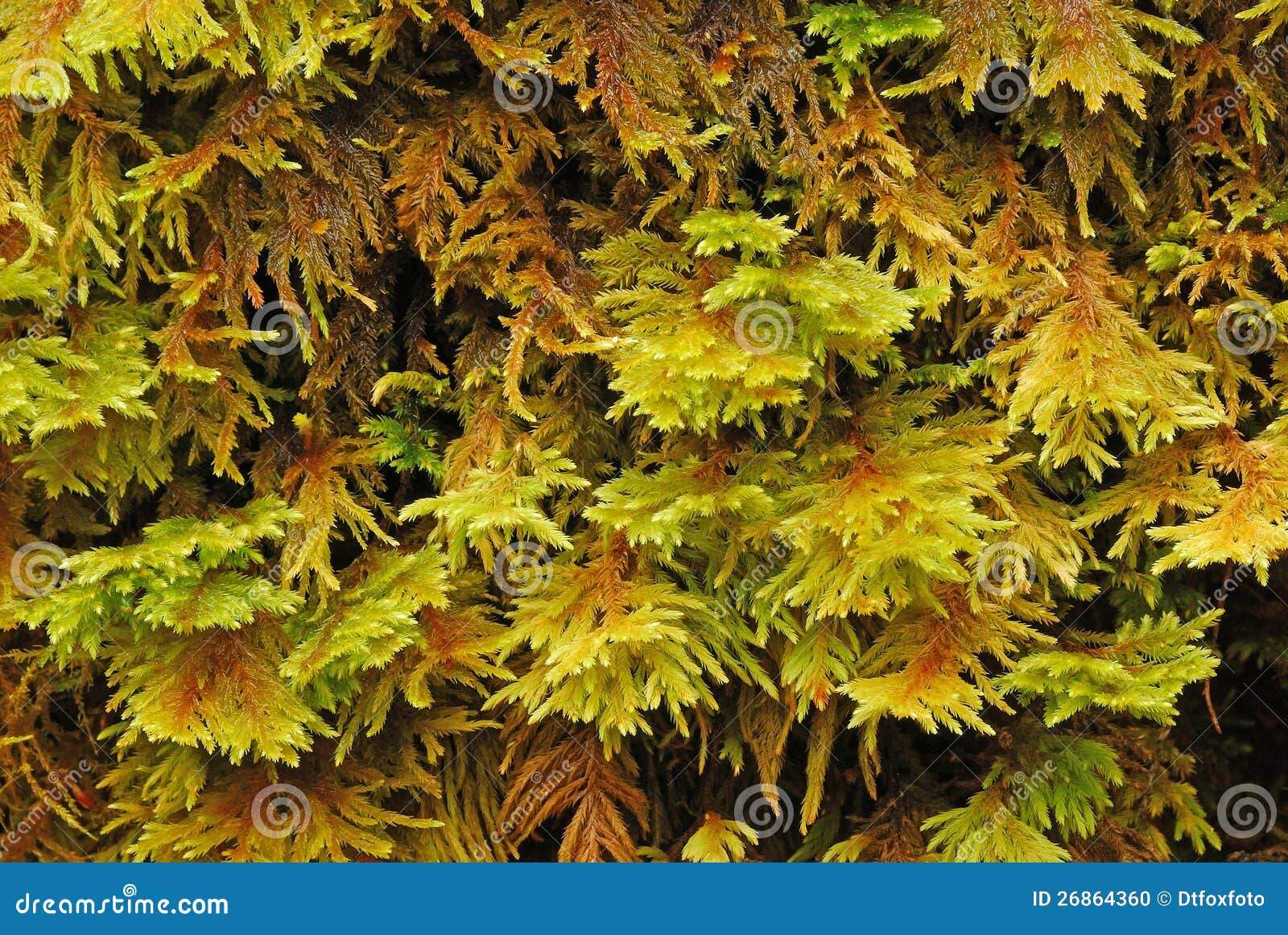 Moss Forest stock photo. Image of shape, outdoor, moss - 26864360