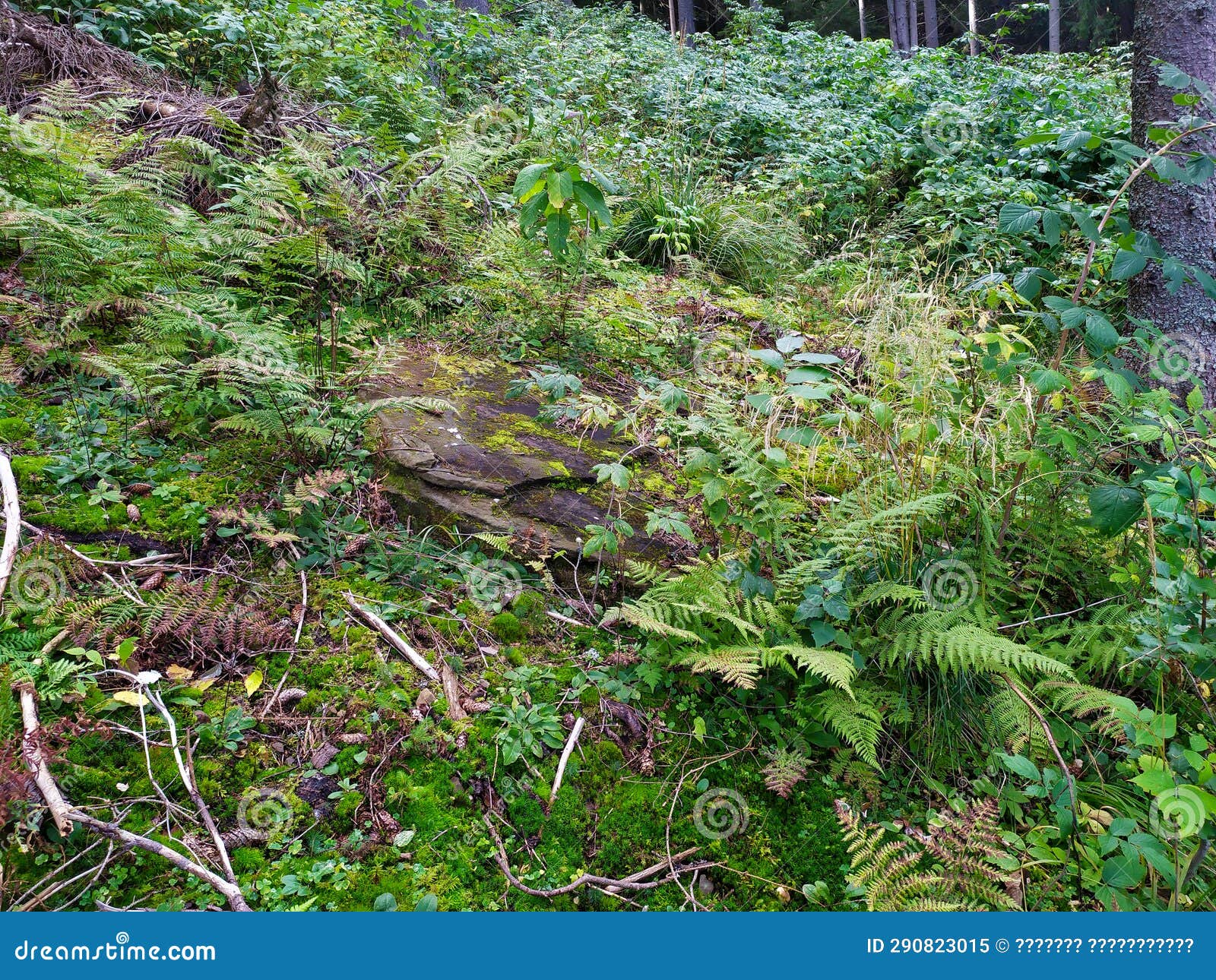 Ancient Stone Age Stone for Sacrifices Stock Image - Image of tree ...