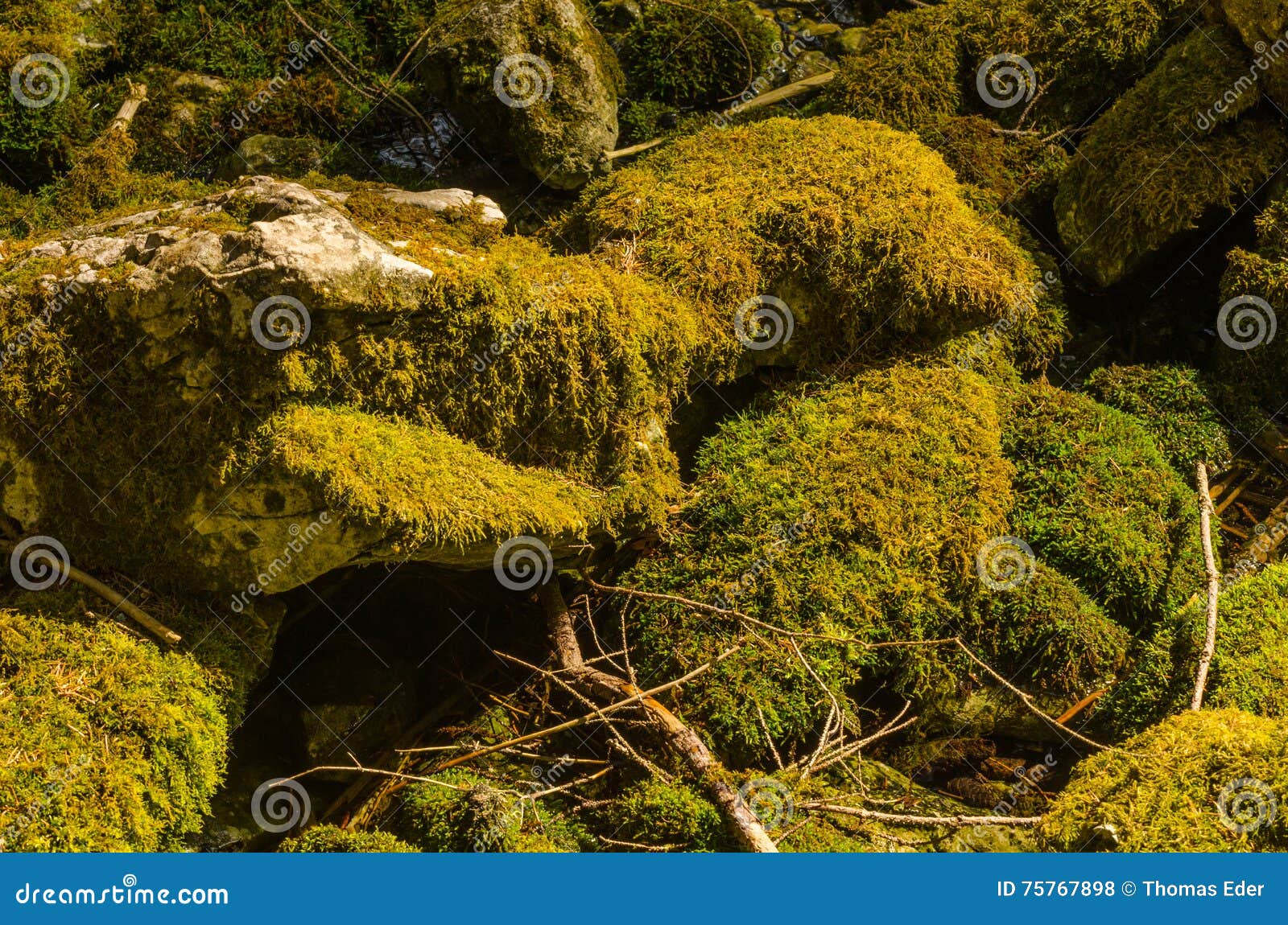 Moss on forest floor stock photo. Image of mountain, photograph - 75767898