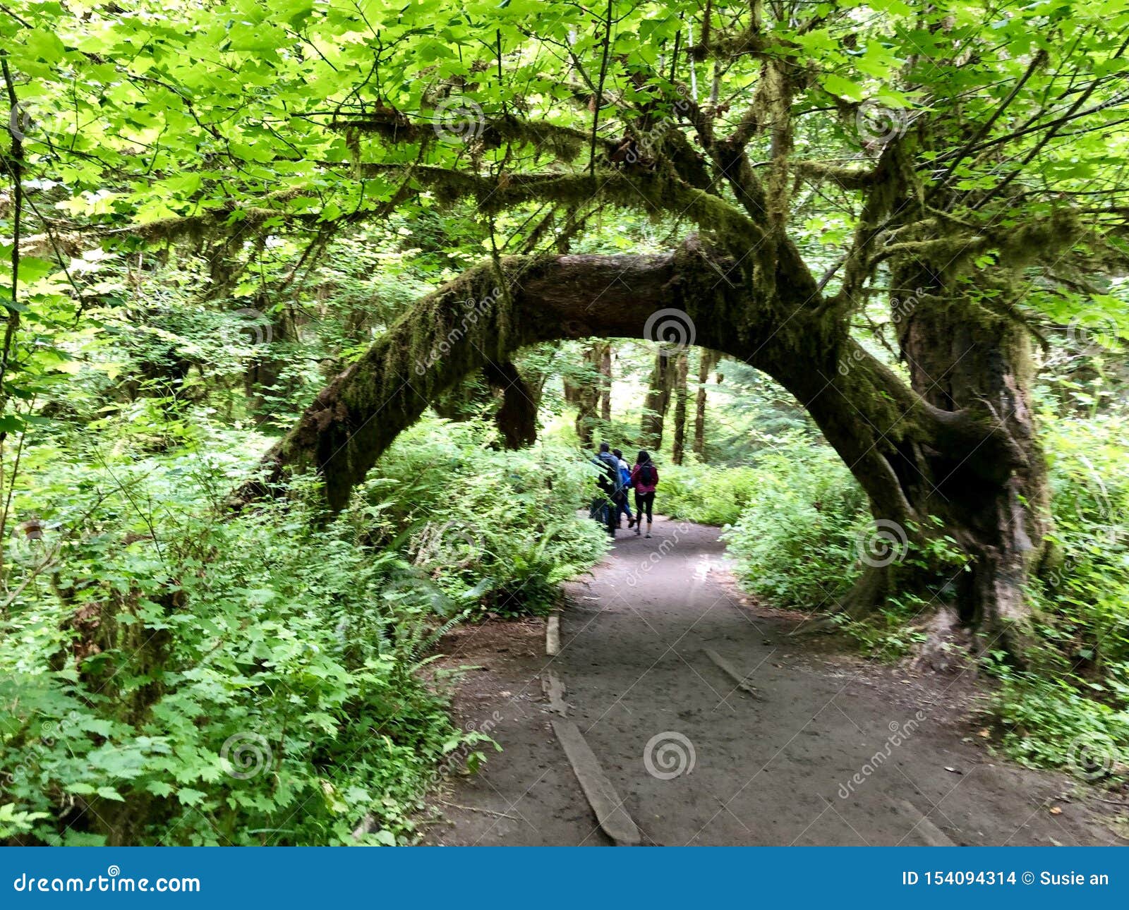 Ancient grove stock photo. Image of forest, moss, green - 154094314