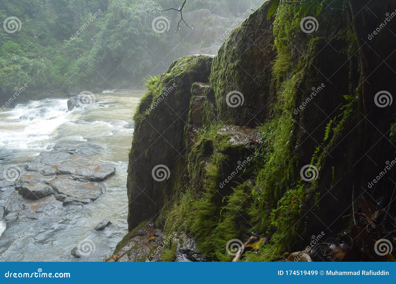 Moss in the Forest. Indonesian Tropical Forest Stock Image - Image of ...