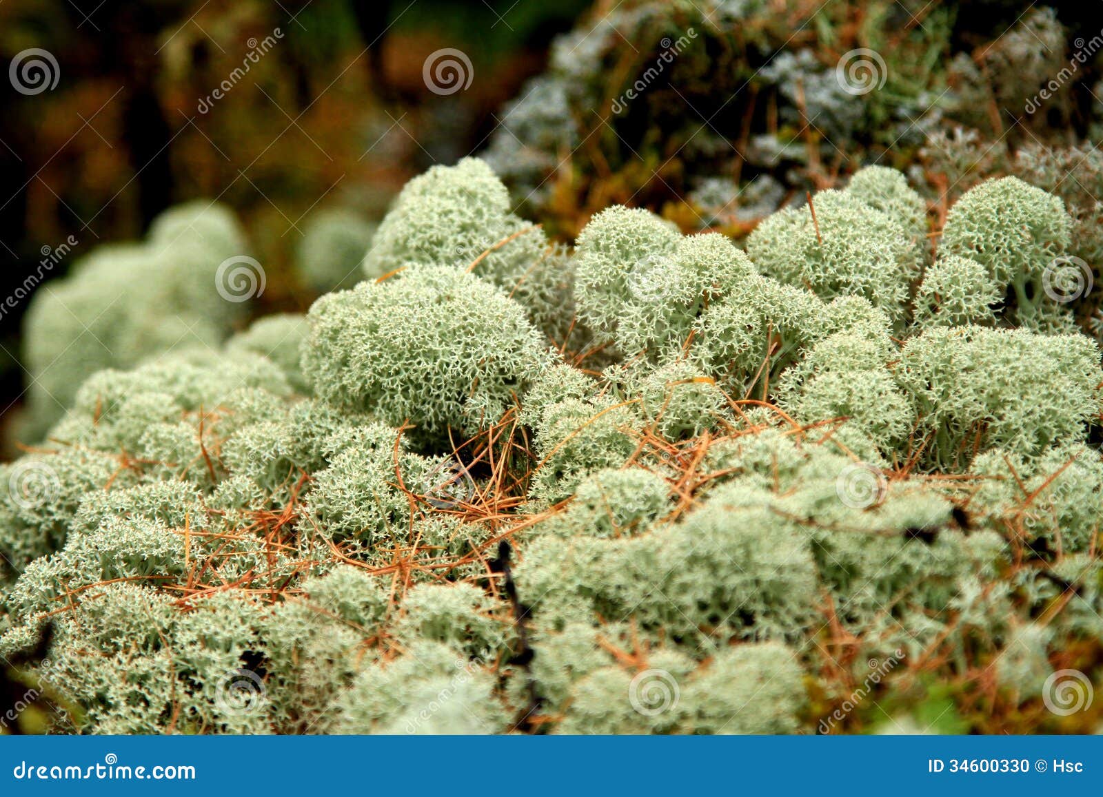 Moss in forest stock photo. Image of magical, damp, branch - 34600330