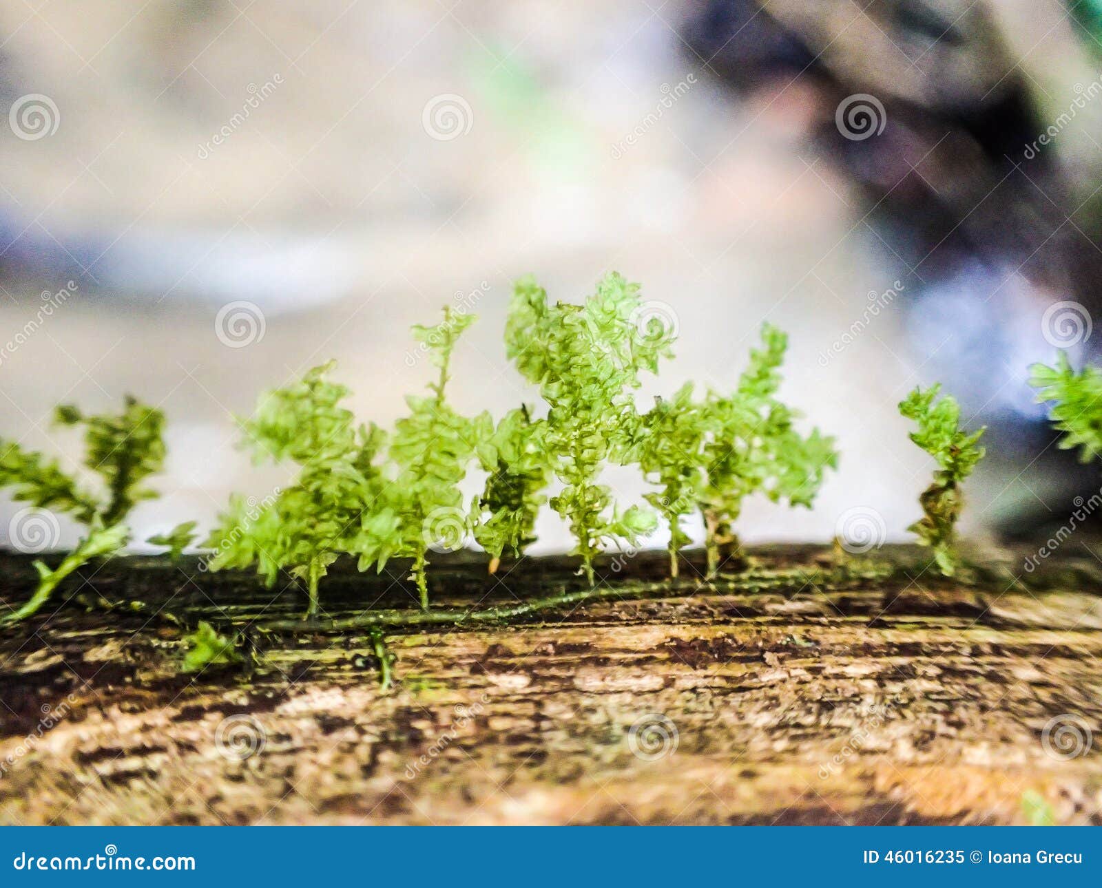 Moss forest stock image. Image of stump, miniature, plant - 46016235
