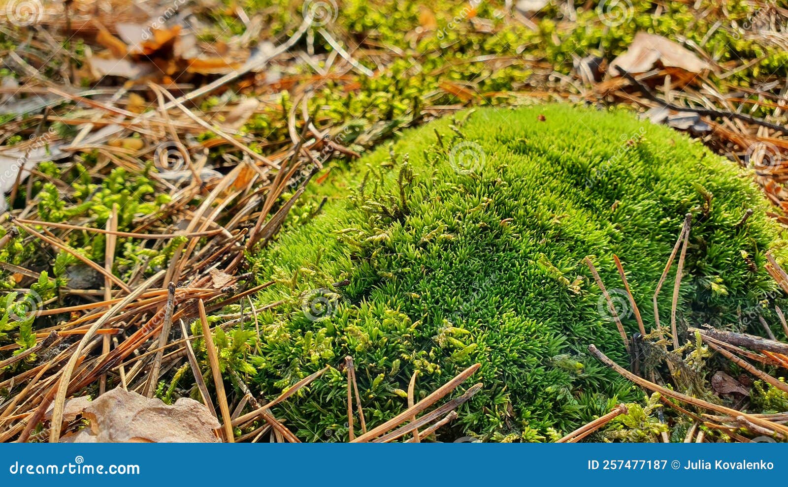 Moss, Forest, Nature, Green, Thorns, Fall, Leaf Stock Image - Image of ...