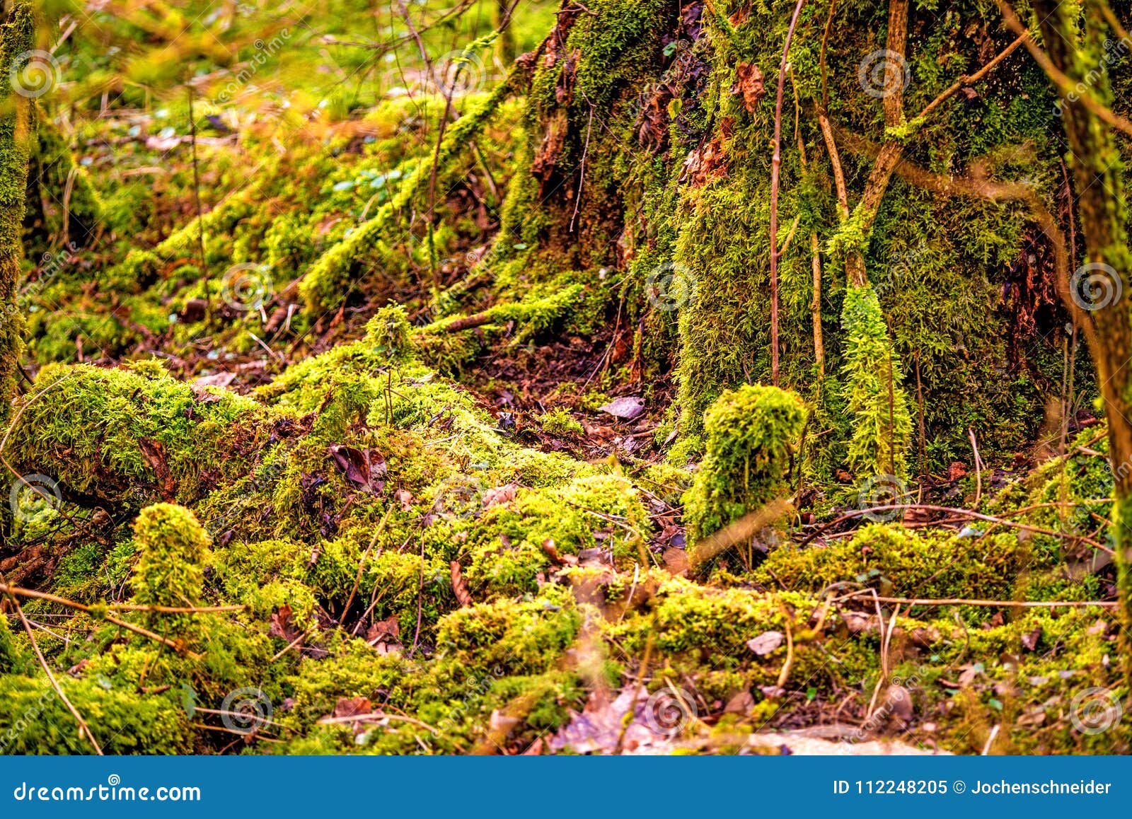 Moss in a Forest, Overgrown Over Trunks Stock Image - Image of scenery ...