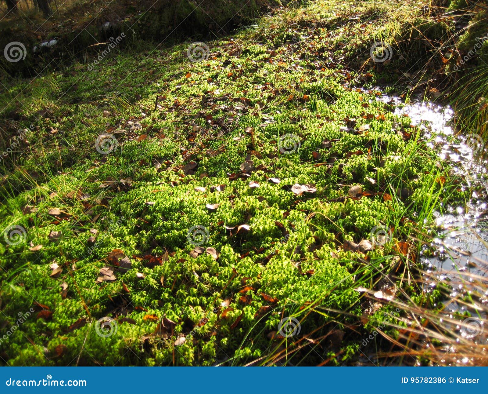 Moss stock photo. Image of swamp, macro, spring, water - 95782386