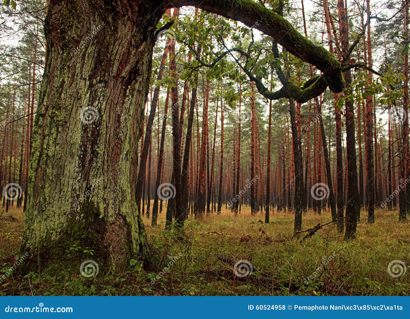 Moss Forest Trees stock photo. Image of curving, background - 60524958