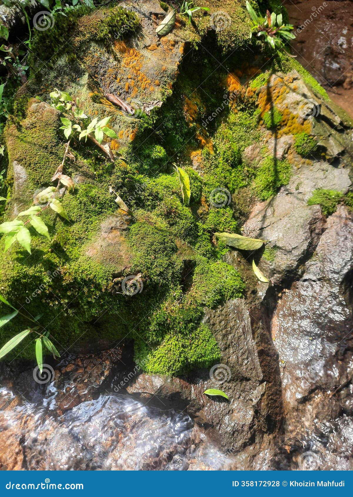 Moss Formed by Nature is so Natural without Human Intervention Stock ...