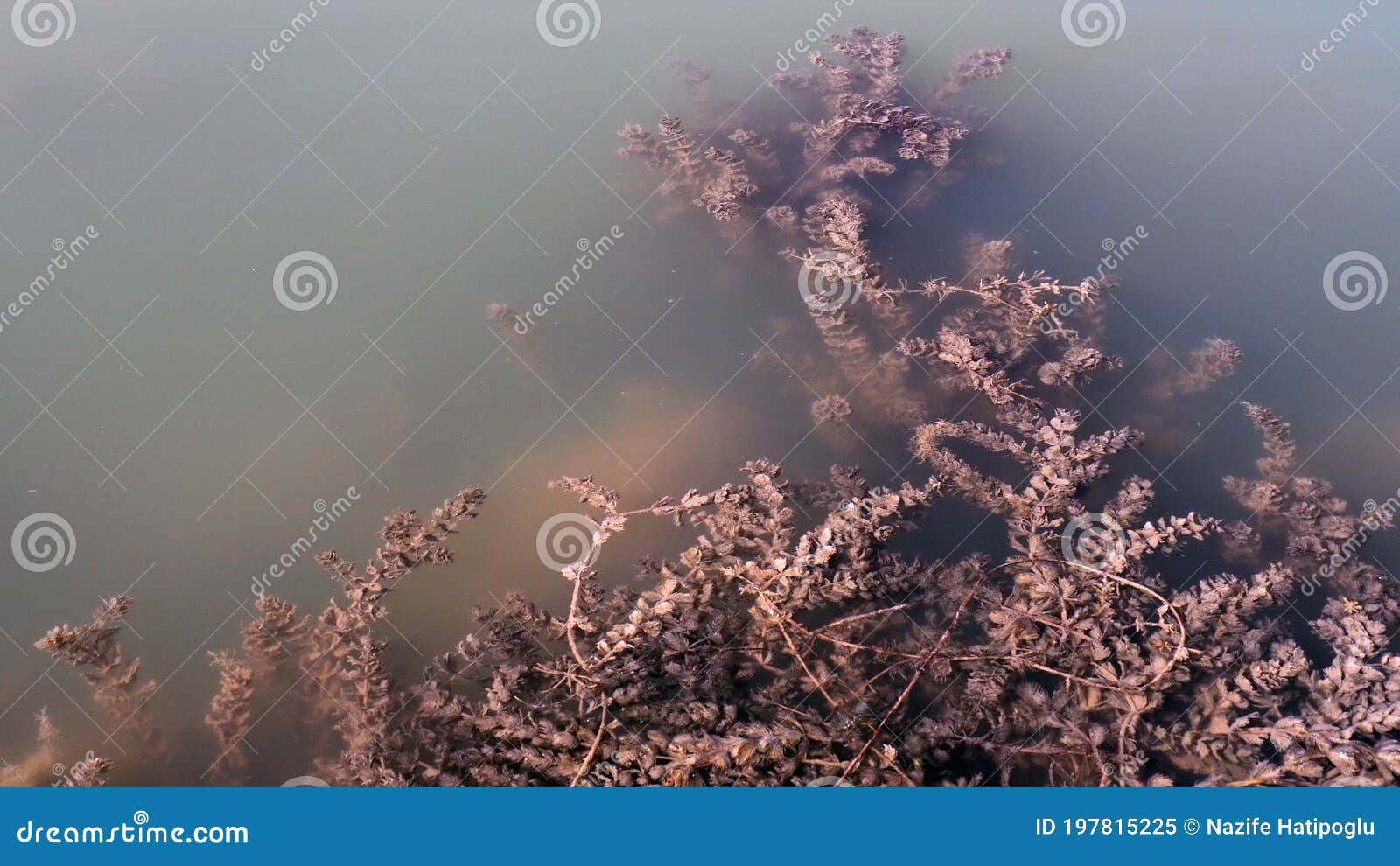 Moss Formed in the Water, Algae in the Lake Stock Image - Image of ...